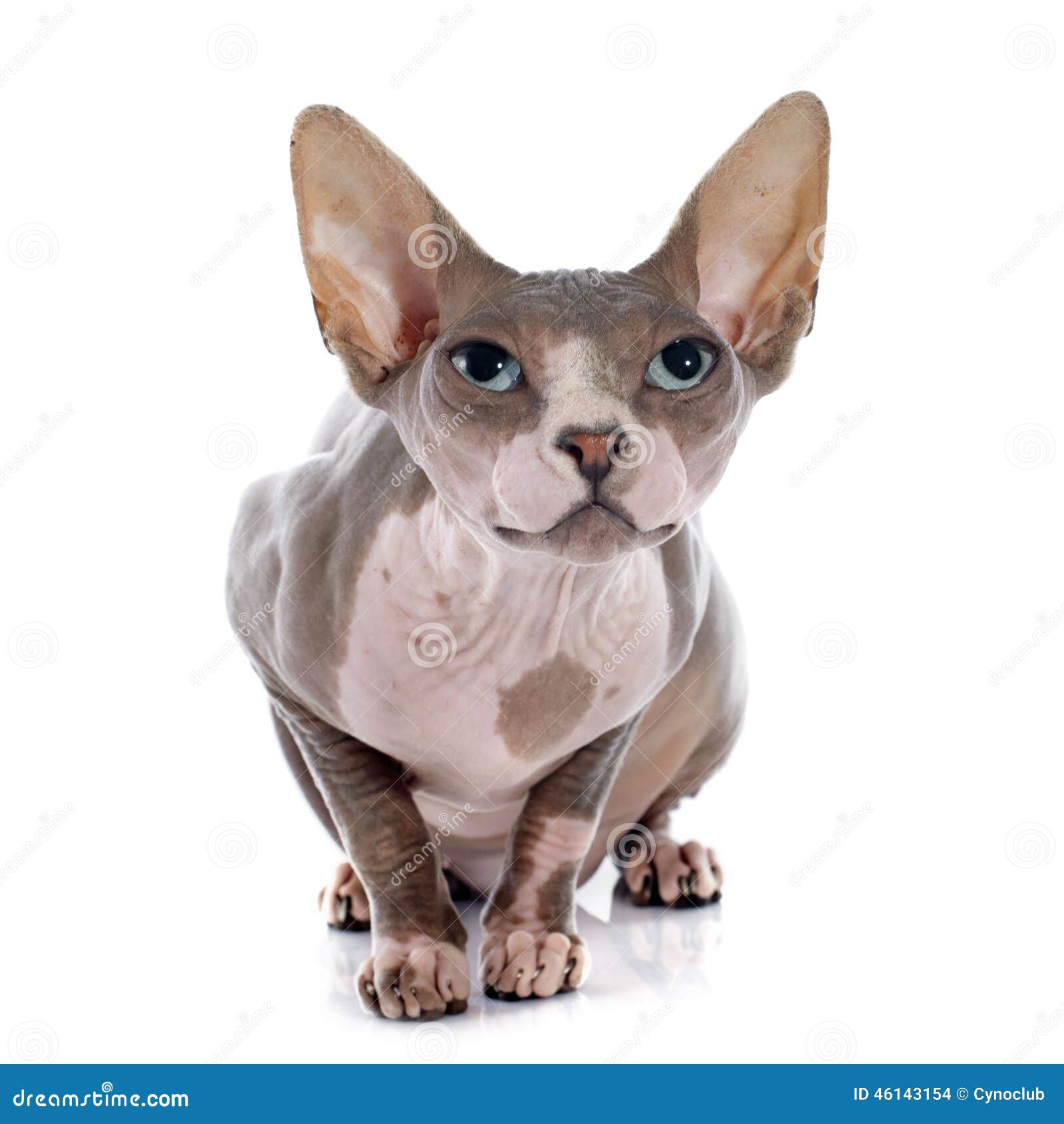 Sphynx Hairless Cat On A White Background Royalty-Free Stock Photo | CartoonDealer.com #28074261