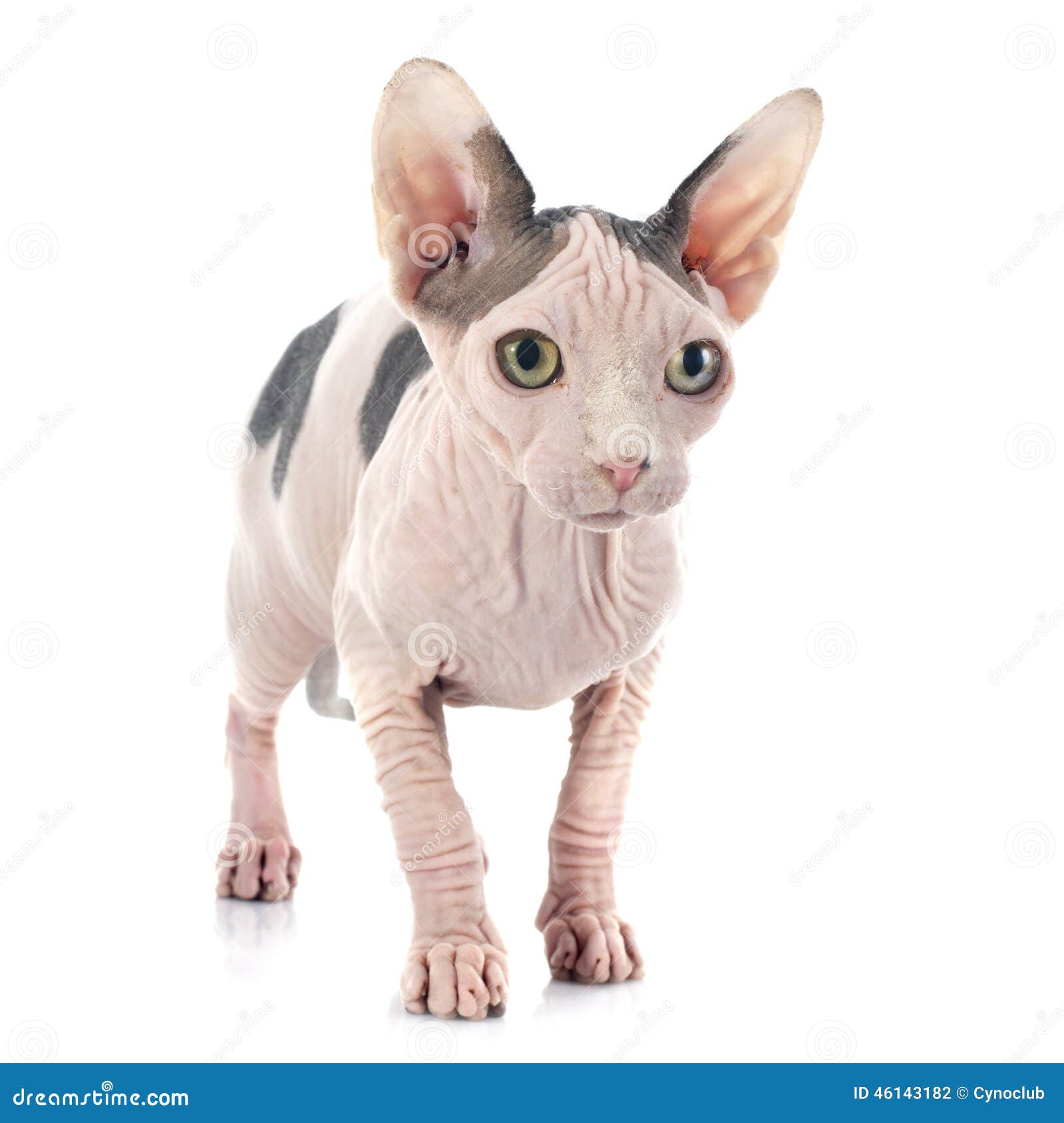 Sphynx Kale Kat stock foto. Image of grijs, dier, studio - 46143182