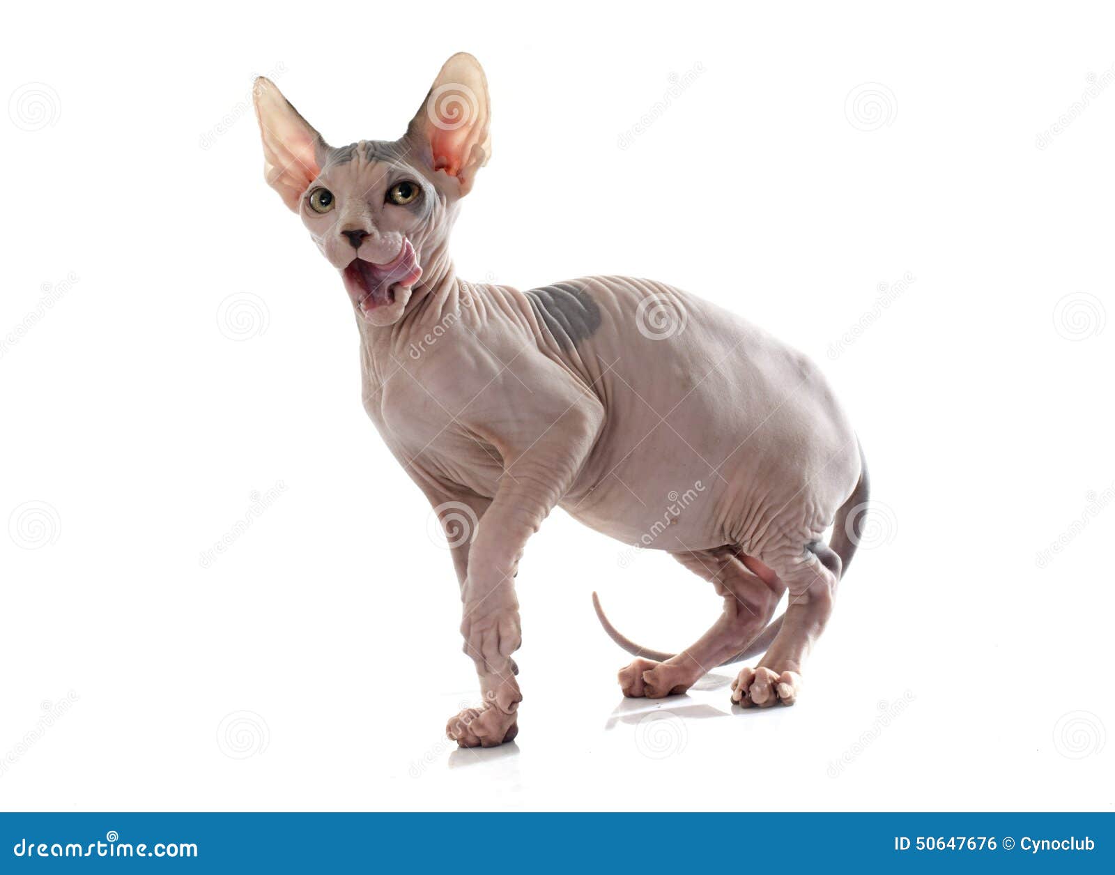Sphynx Kale Kat stock foto. Image of achtergrond, nevel - 50647676