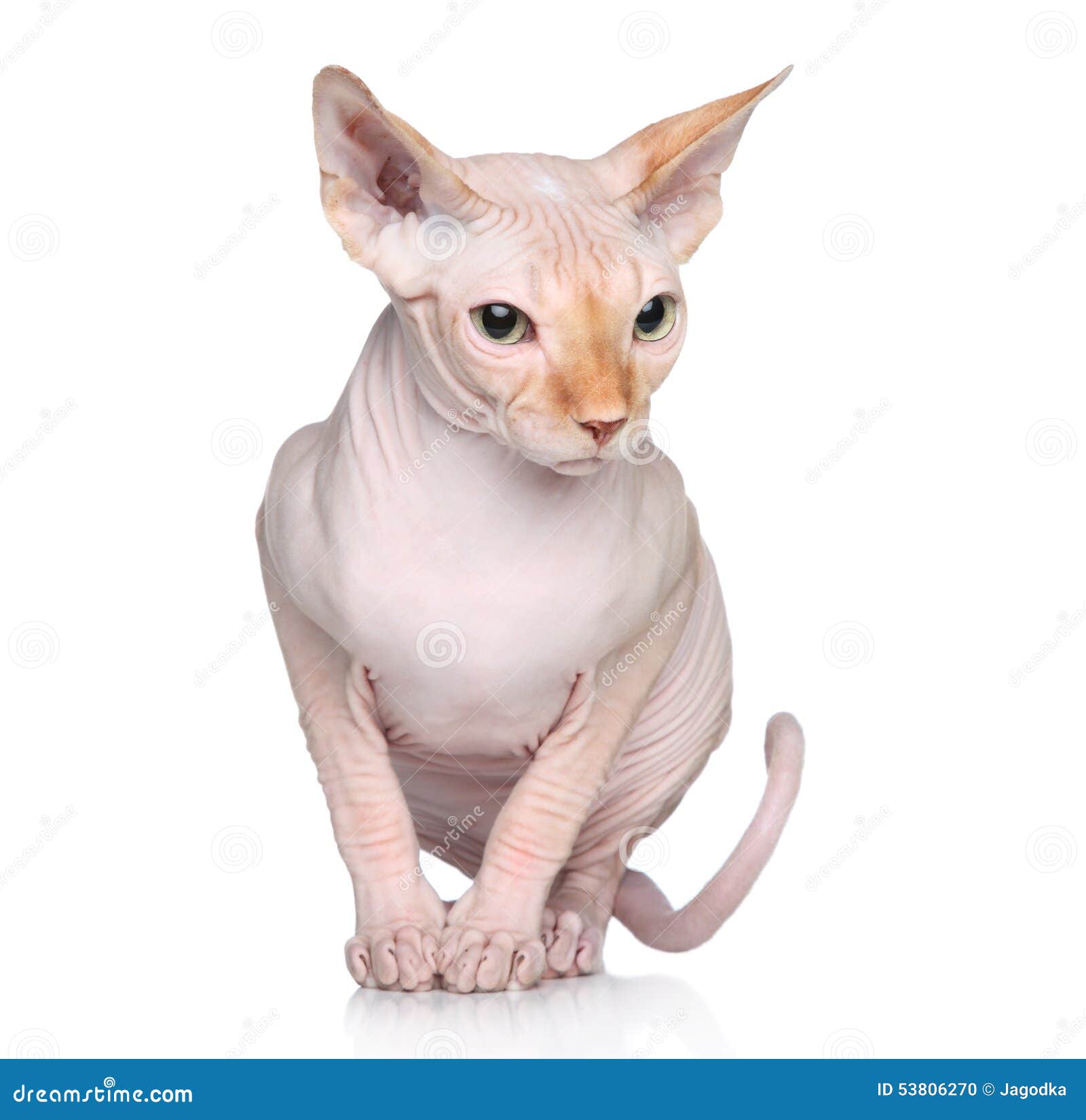 Sphynx Kale Kat stock foto. Image of zeldzaam, studio - 53806270