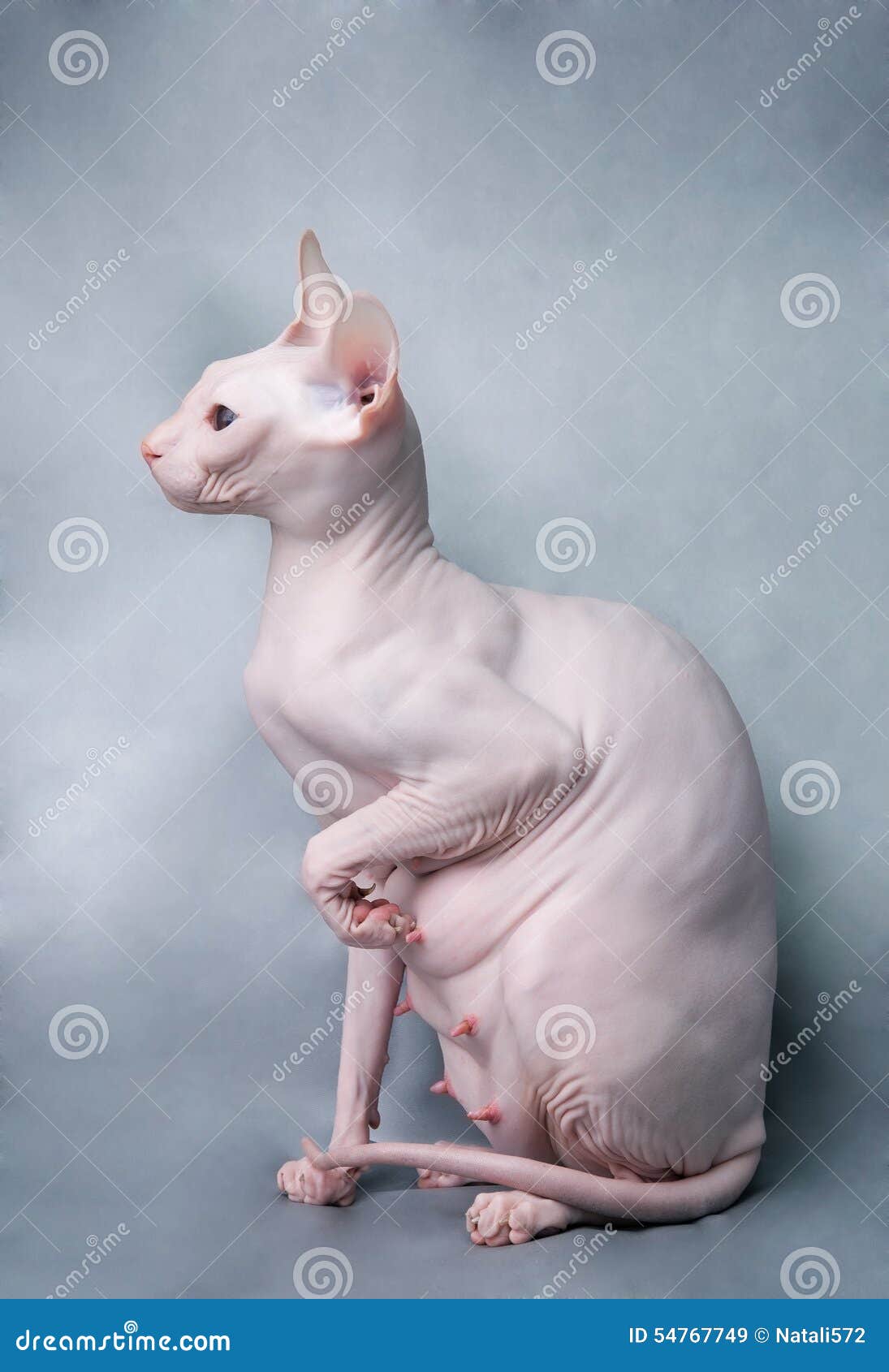 Sphynx Kale Kat stock afbeelding. Image of katje, ogen - 54767749