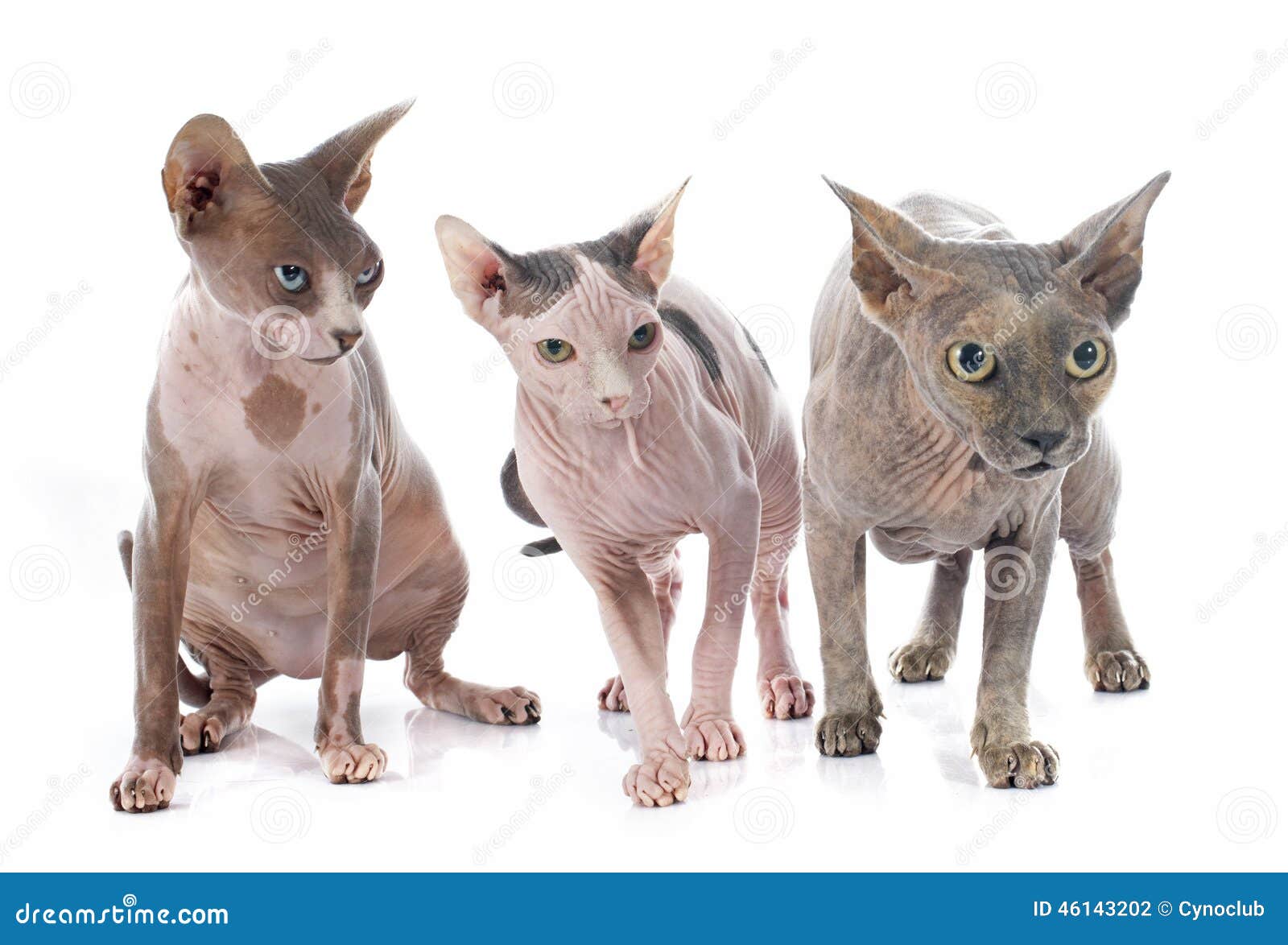 Sphynx Kale Katten stock foto. Image of dier, haarloos - 46143202