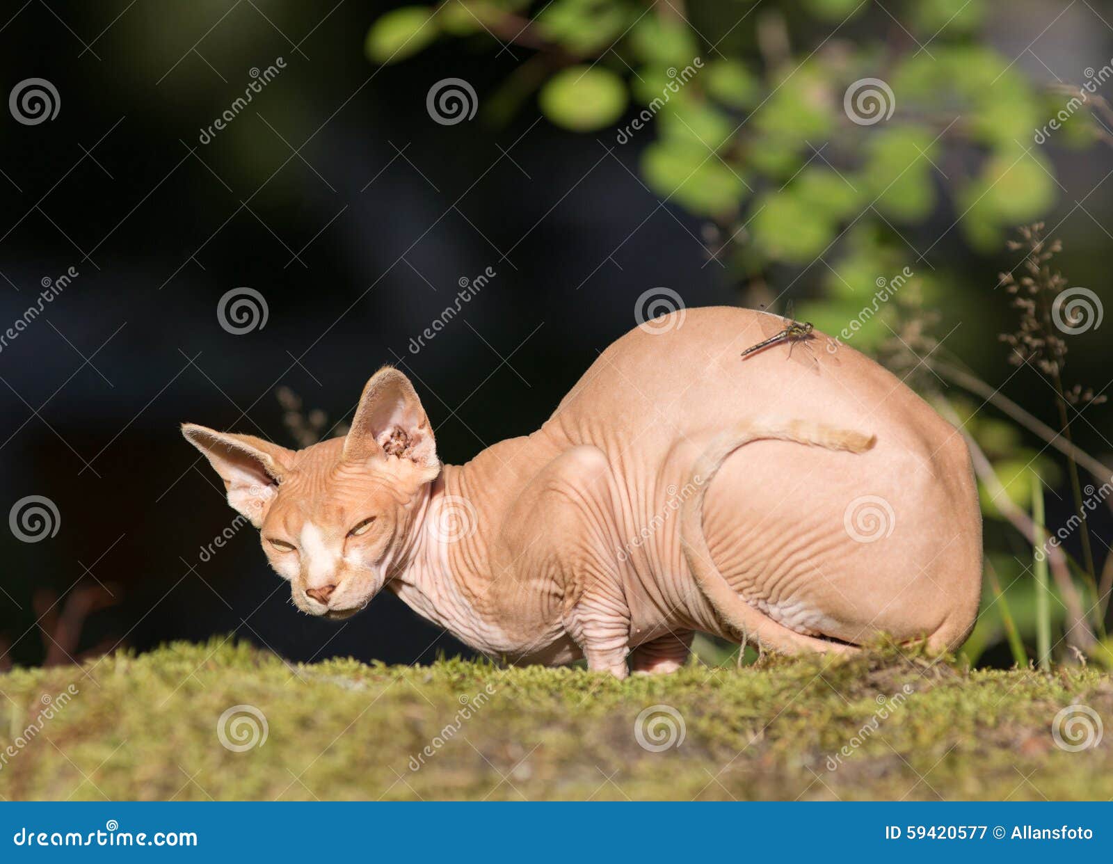 Sphynx katt fotografering för bildbyråer. Bild av kanadensare - 59420577