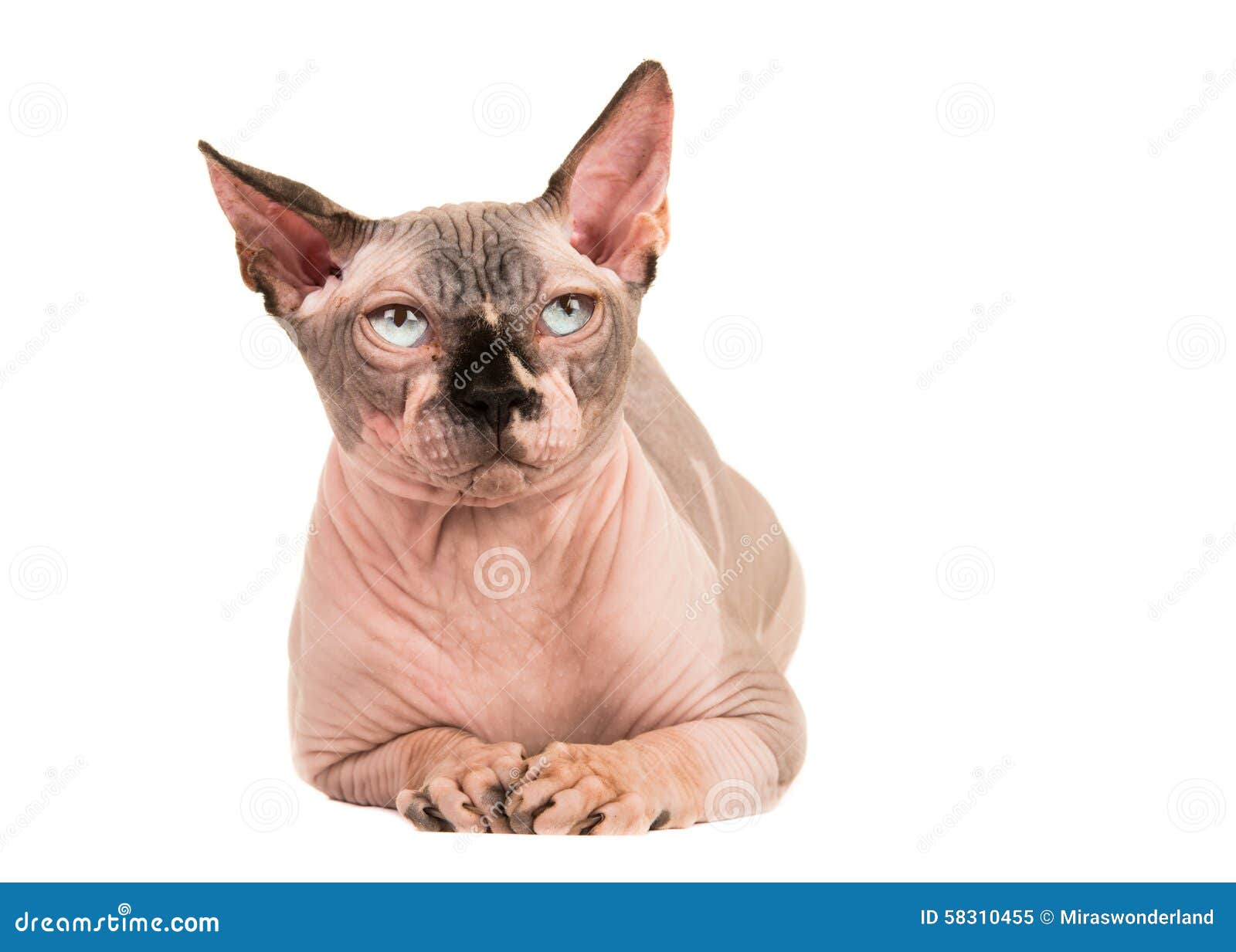 Sphynx katt som ner ligger fotografering för bildbyråer. Bild av ...
