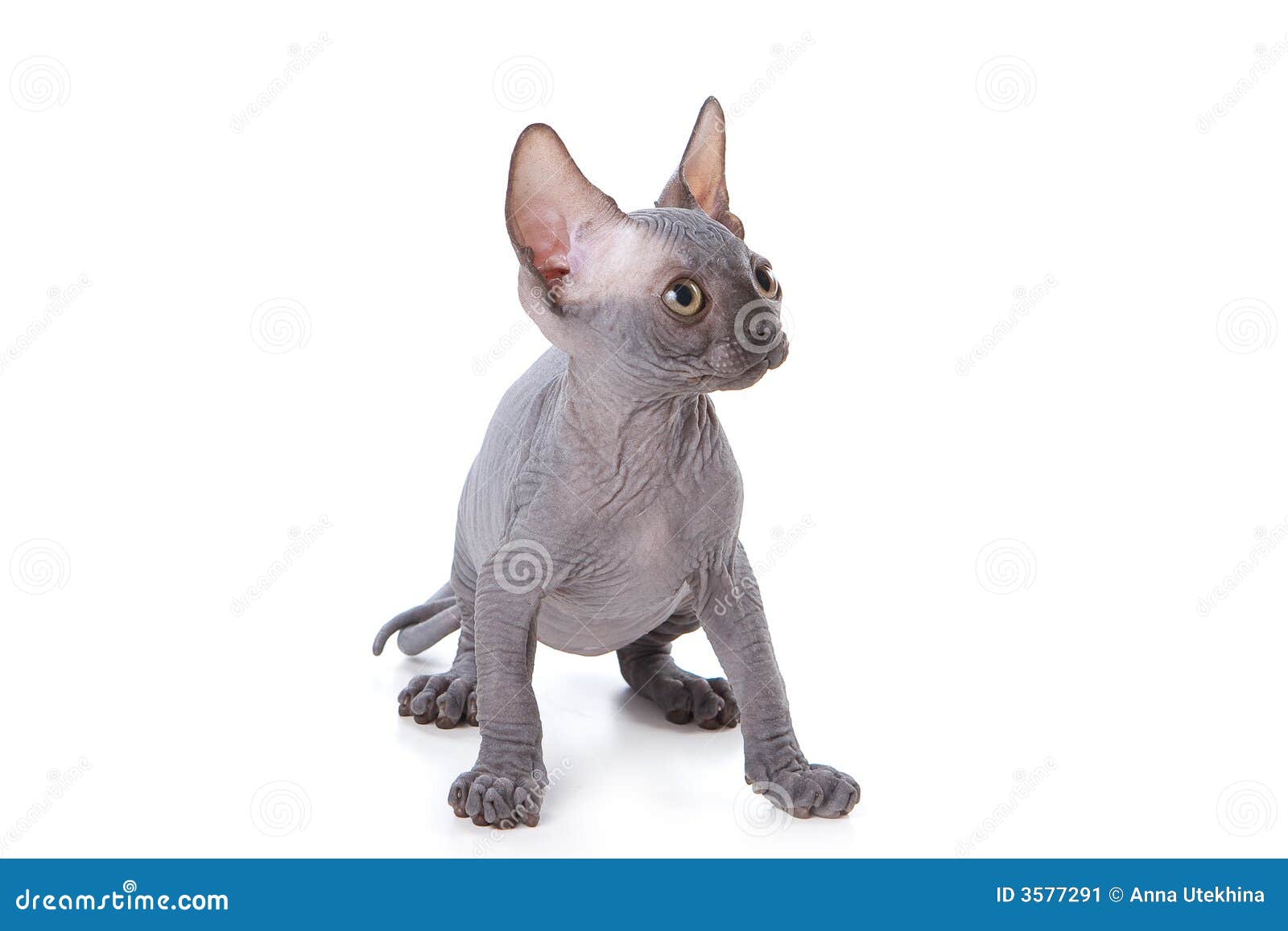 Sphynx kitten stock image. Image of grooming, glance, lovable - 3577291