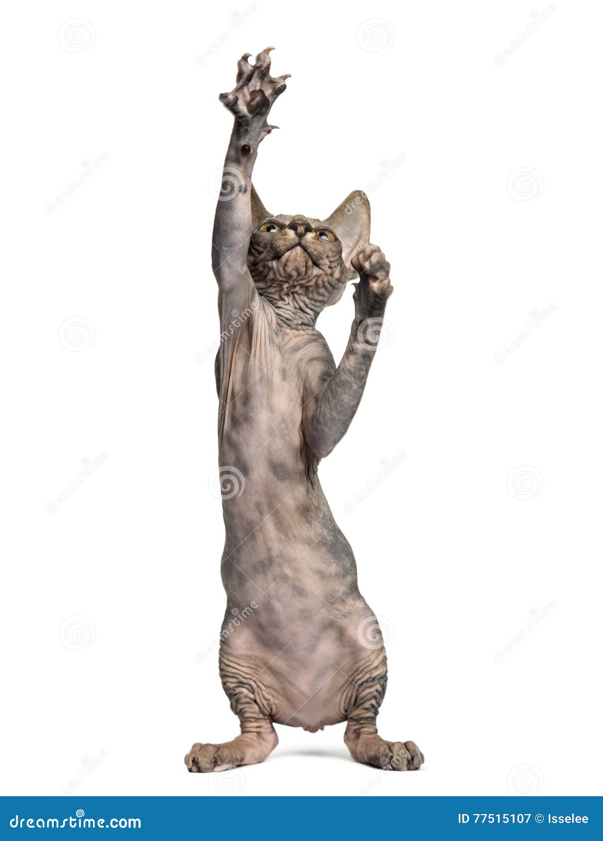Sphynx Kitten on Hind Legs Isolated on White Stock Image - Image of ...