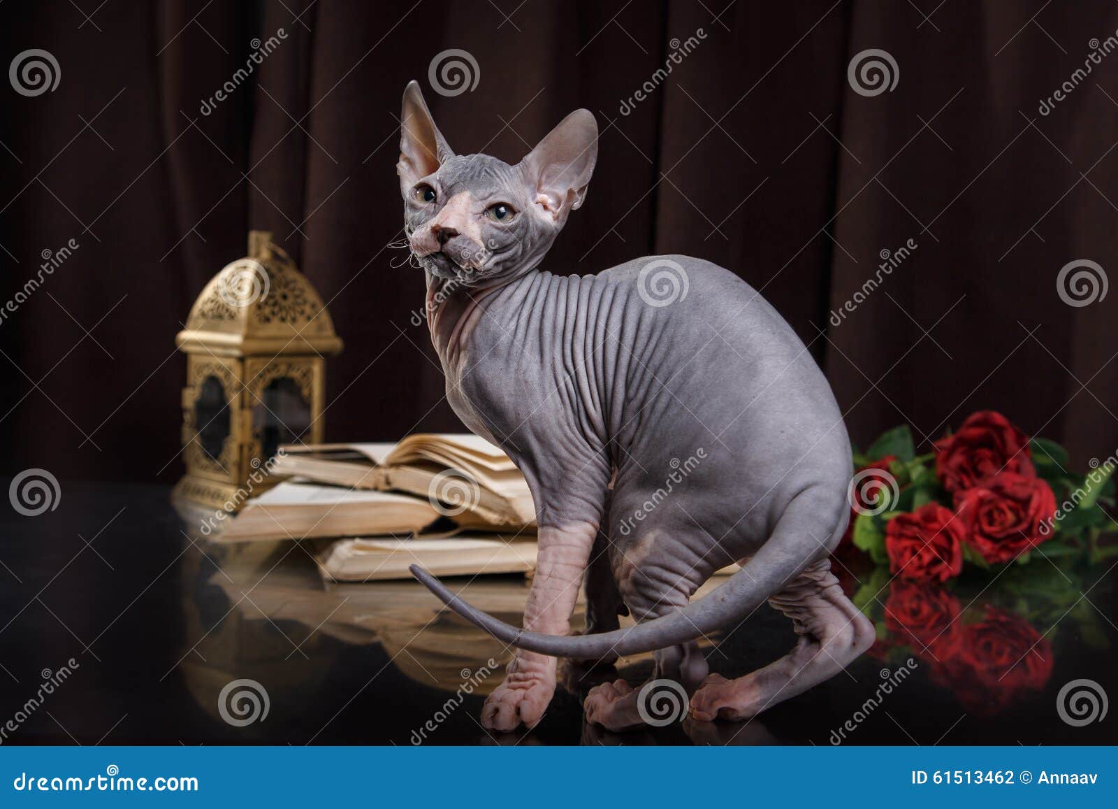 Sphynx kitten portrait stock photo. Image of looking - 61513462