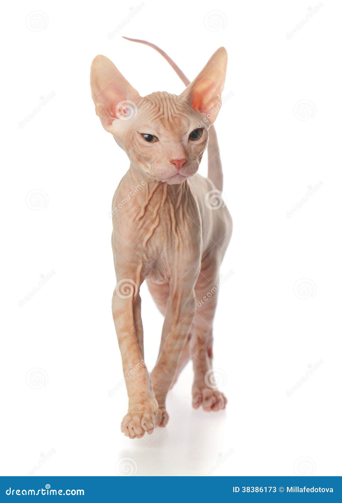 Sphynx mignon de chaton image stock. Image du sphinx - 38386173