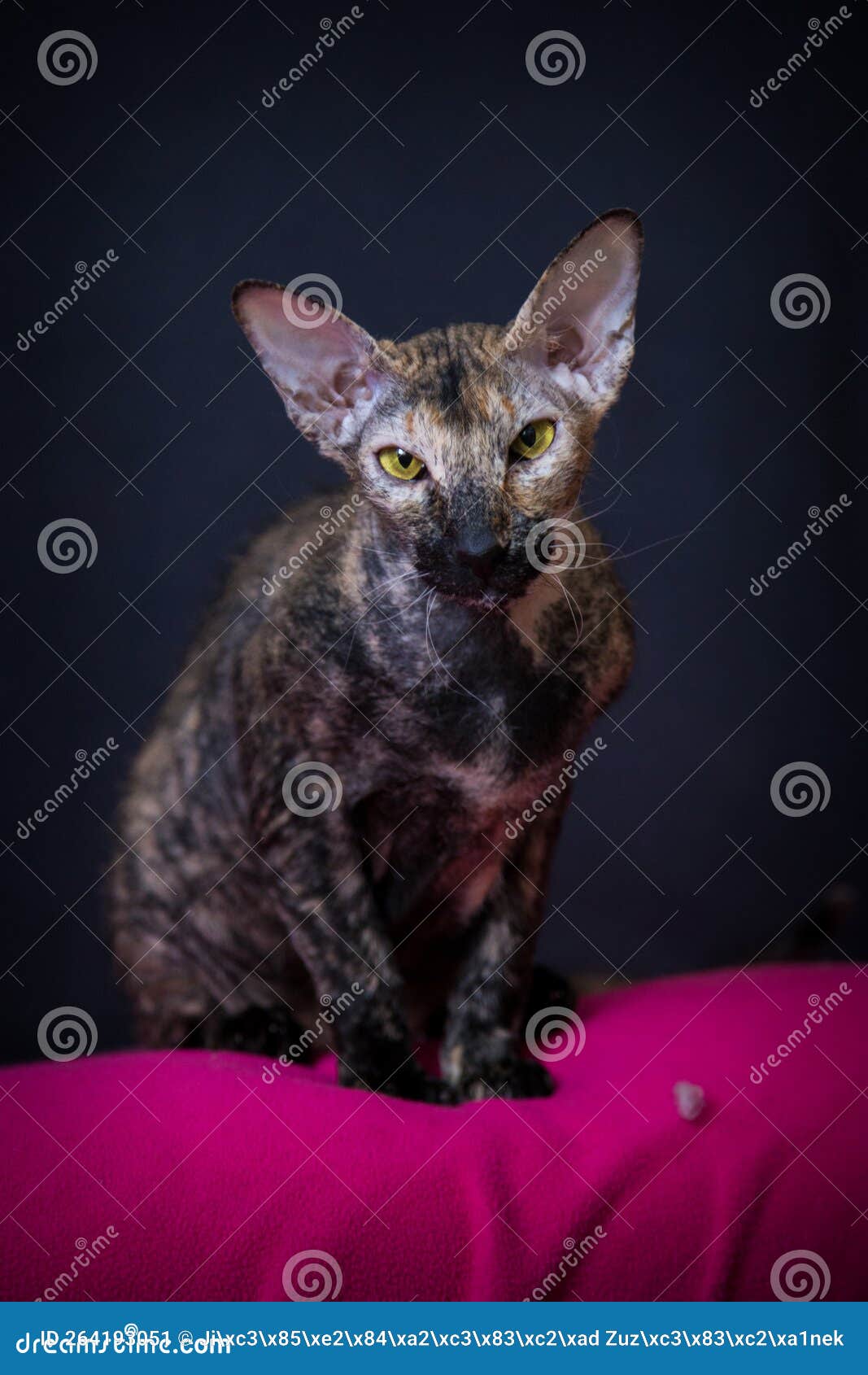 Cat Sphynx Peterbald Bald Cat Housecat Hairless Cat Posing Beautiful ...