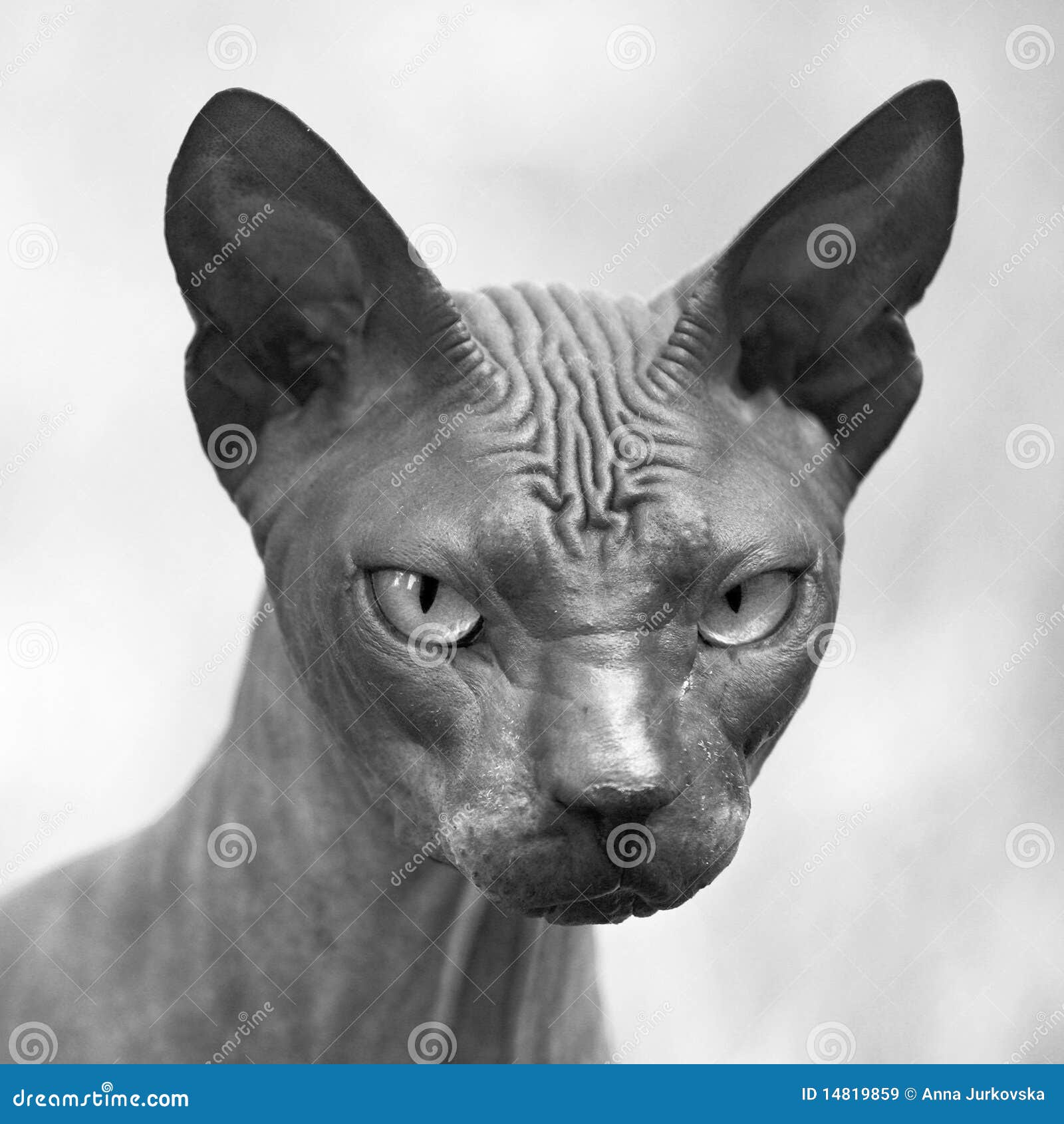 Sphynx portrait stock image. Image of hairless, strange - 14819859