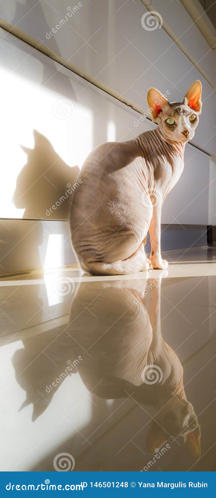 Sphynx of sfinx kale kat stock foto. Image of aantrekkelijk - 146501248