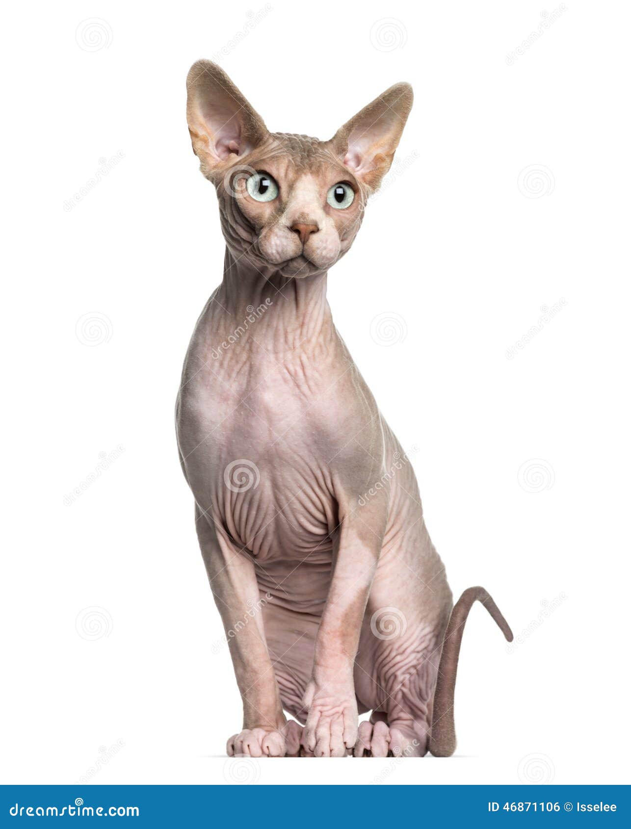 Sphynx (1 Year Old) Sitting Stock Photo - Image of white, skinny: 46871106
