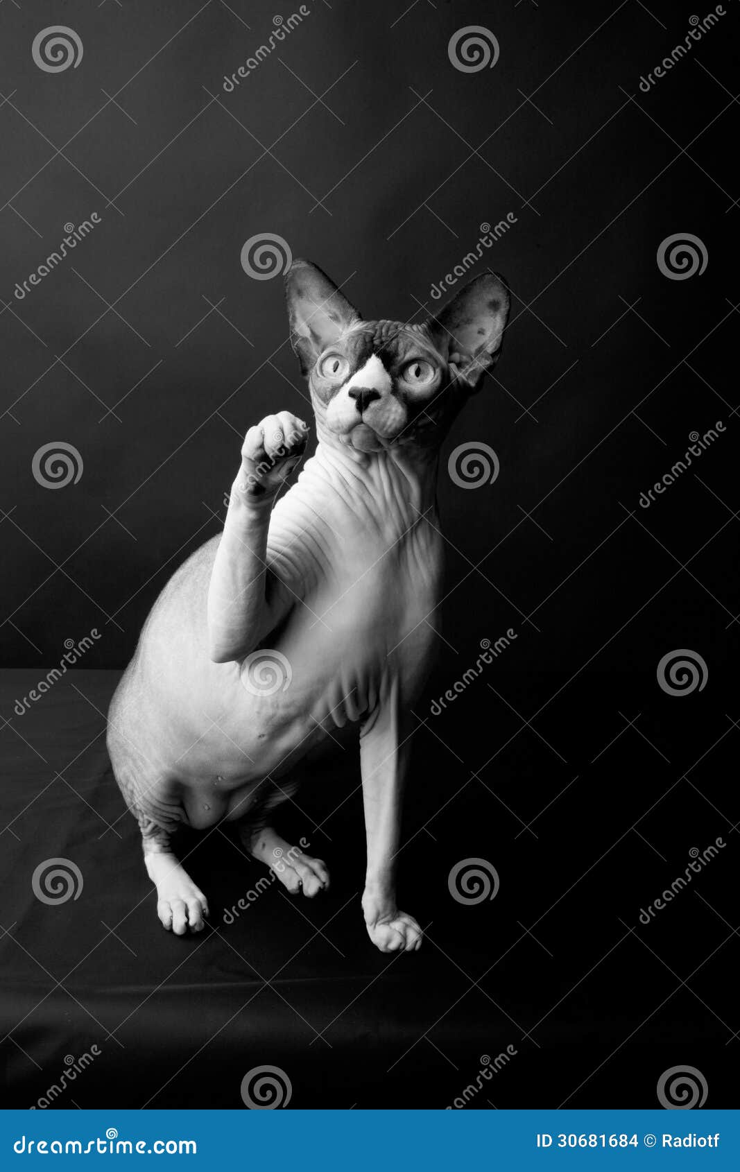 Sphynxkat. Kale Kat. Egyptische Kat Stock Foto - Image of donker, mooi ...