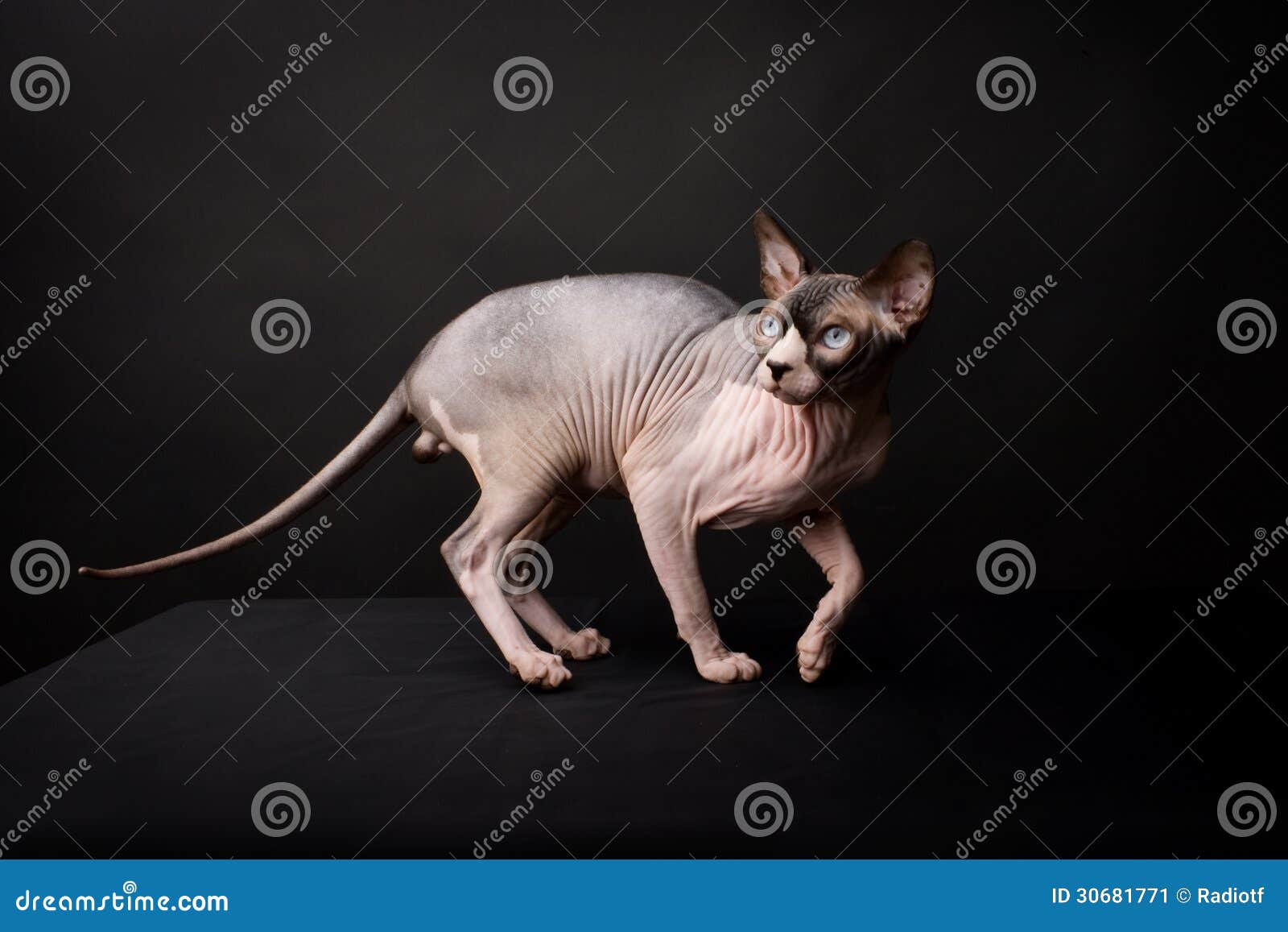 Sphynxkat. Kale Kat. Egyptische Kat Stock Afbeelding - Image of studio ...