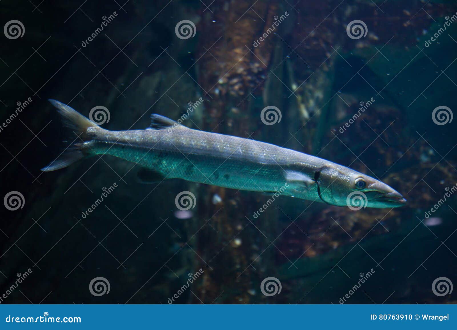 Sphyraena Barracuda Del Grande Barracuda Fotografia Stock - Immagine di ...