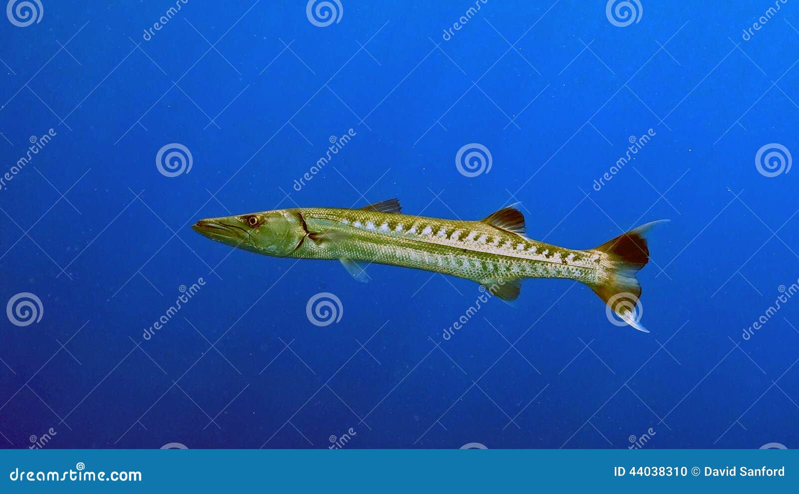 Sphyraena barracuda stock photo. Image of blue, sphyraena - 44038310