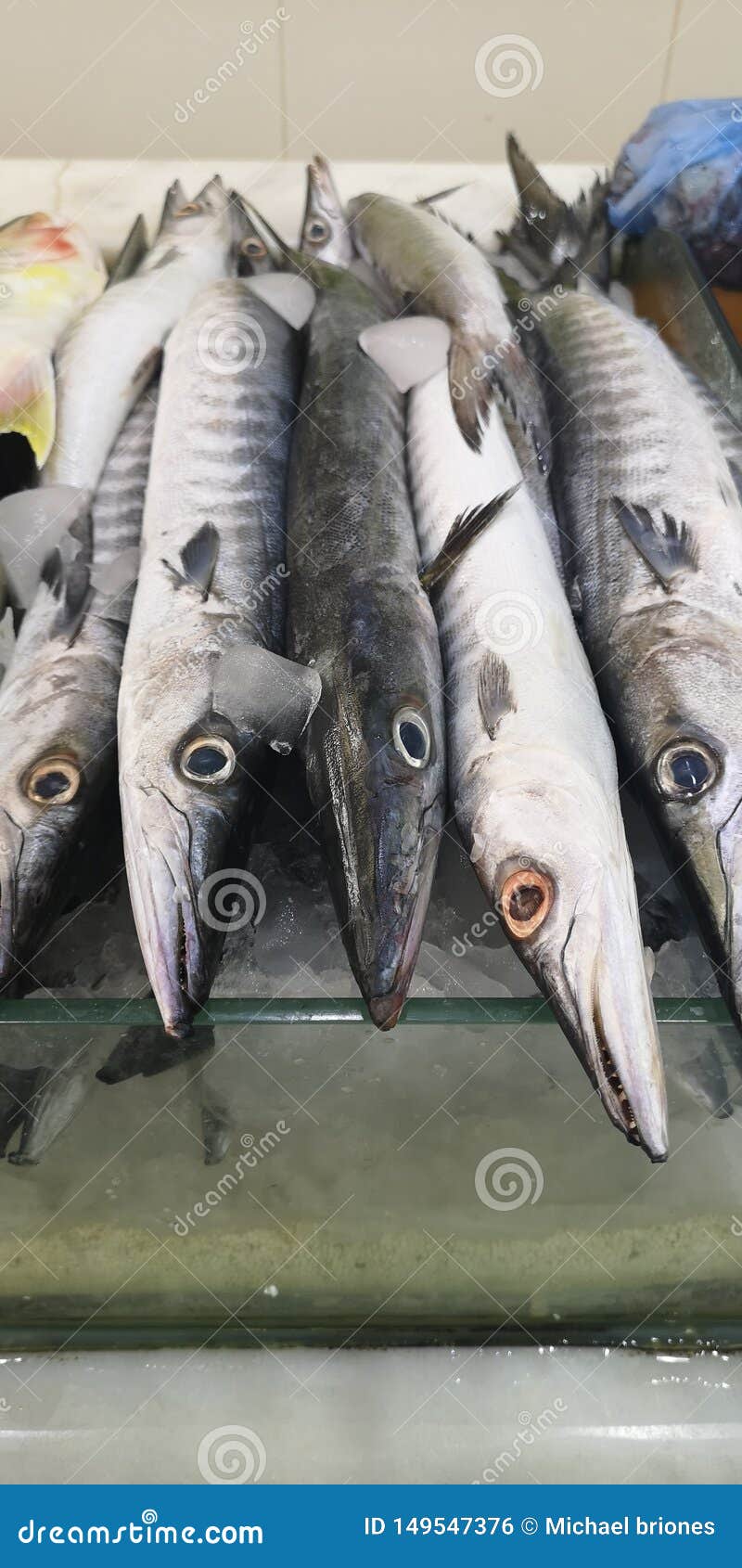 Sphyraena, is a Ray Finned Predatory Fish, Warmer Water of the Atlantic ...