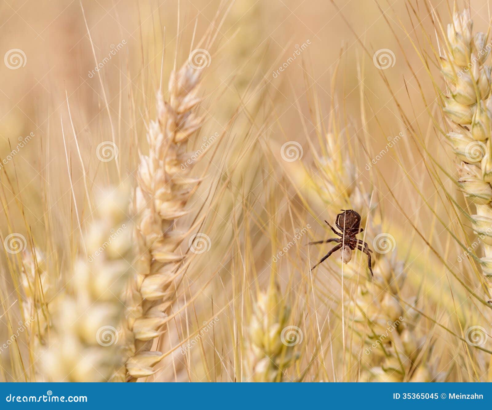 Spica of corn in the field stock image. Image of growth - 35365045