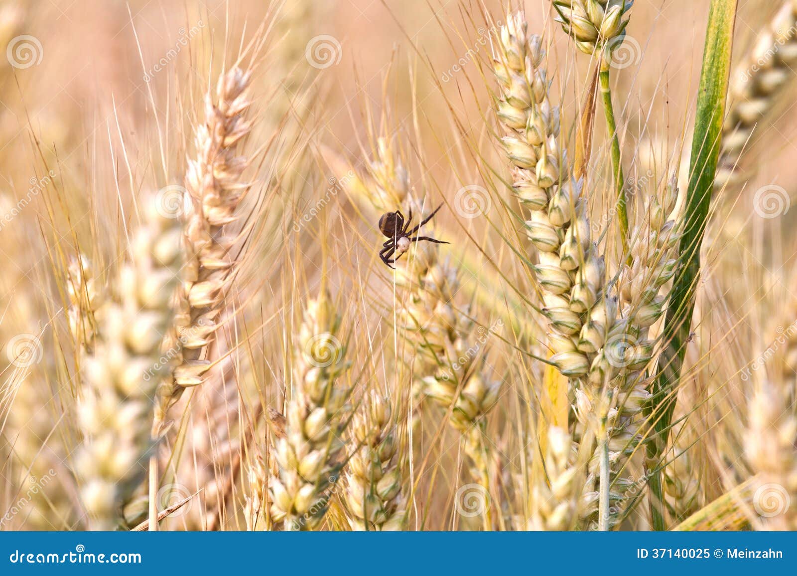 Spica of Corn in the Field with Spider Stock Image - Image of animal ...