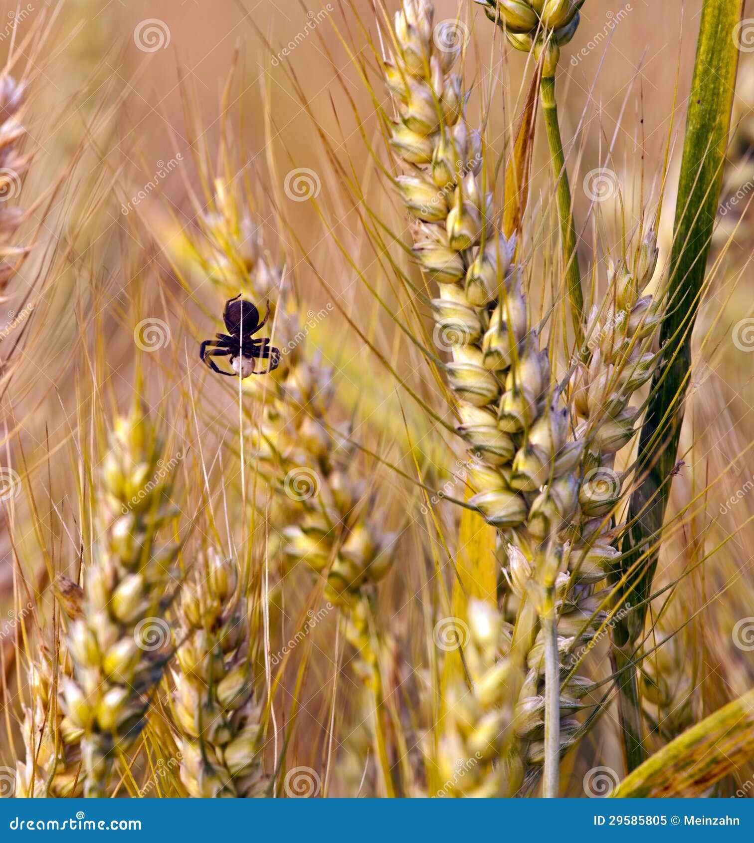 Spica of corn with spider stock image. Image of cereal - 29585805