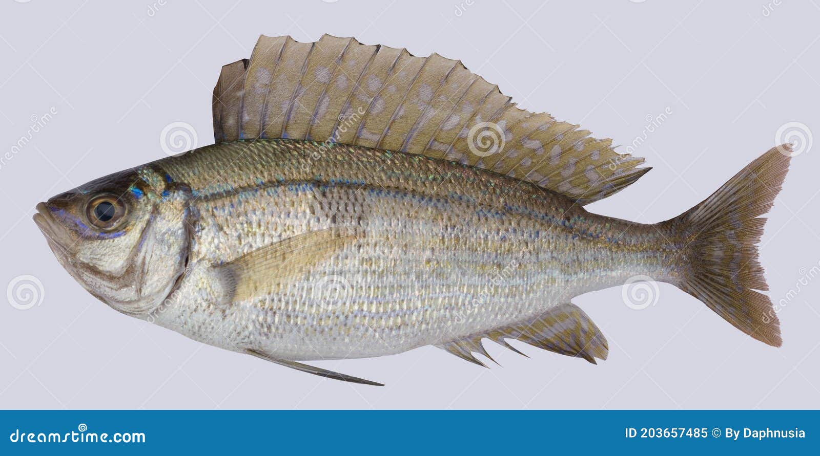 Spicara Smaris Fish Stock Photos - Free & Royalty-Free Stock Photos ...