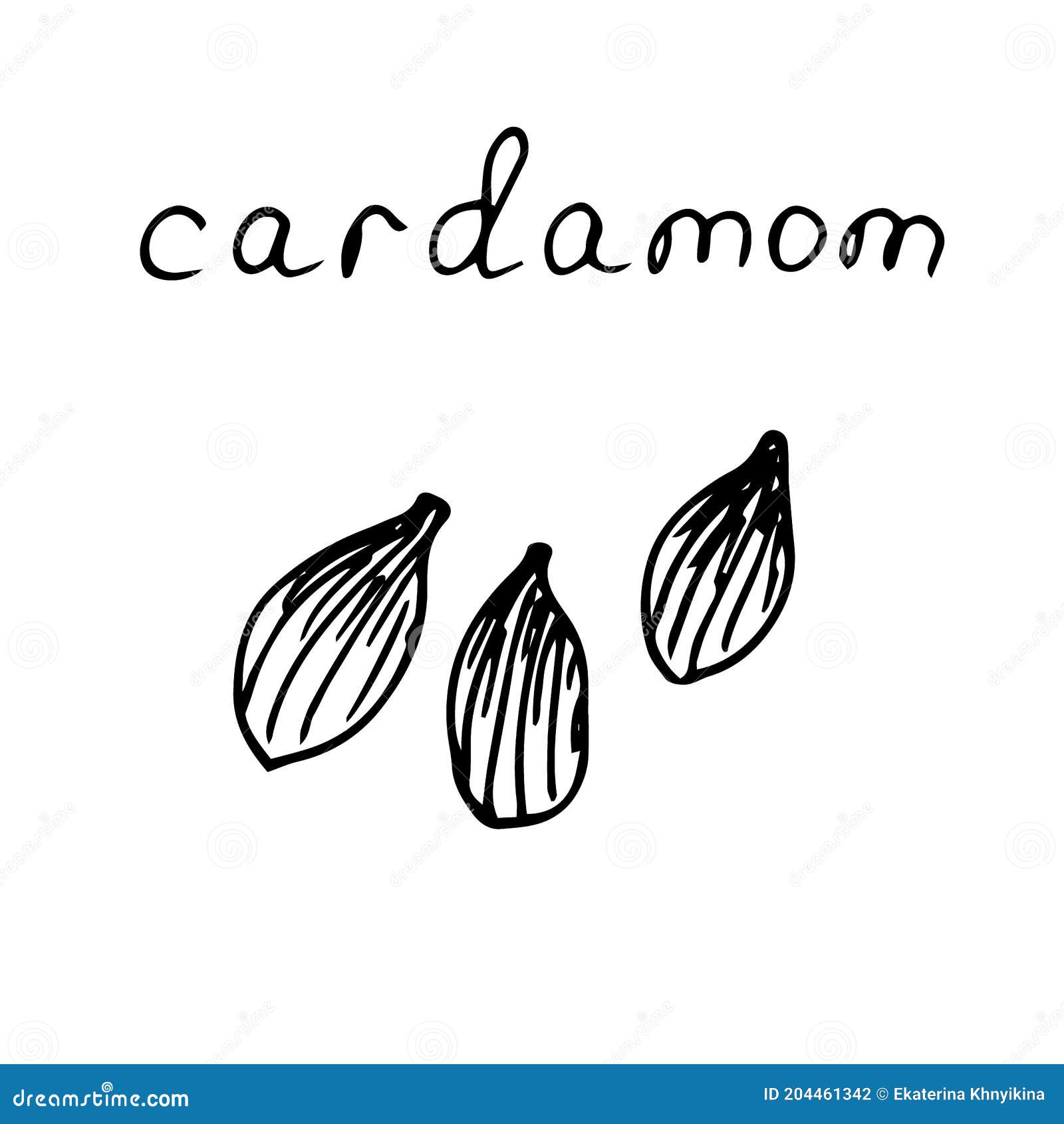 Spice Cardamom, Vector Illustration, Hand Drawing Stock Illustration ...