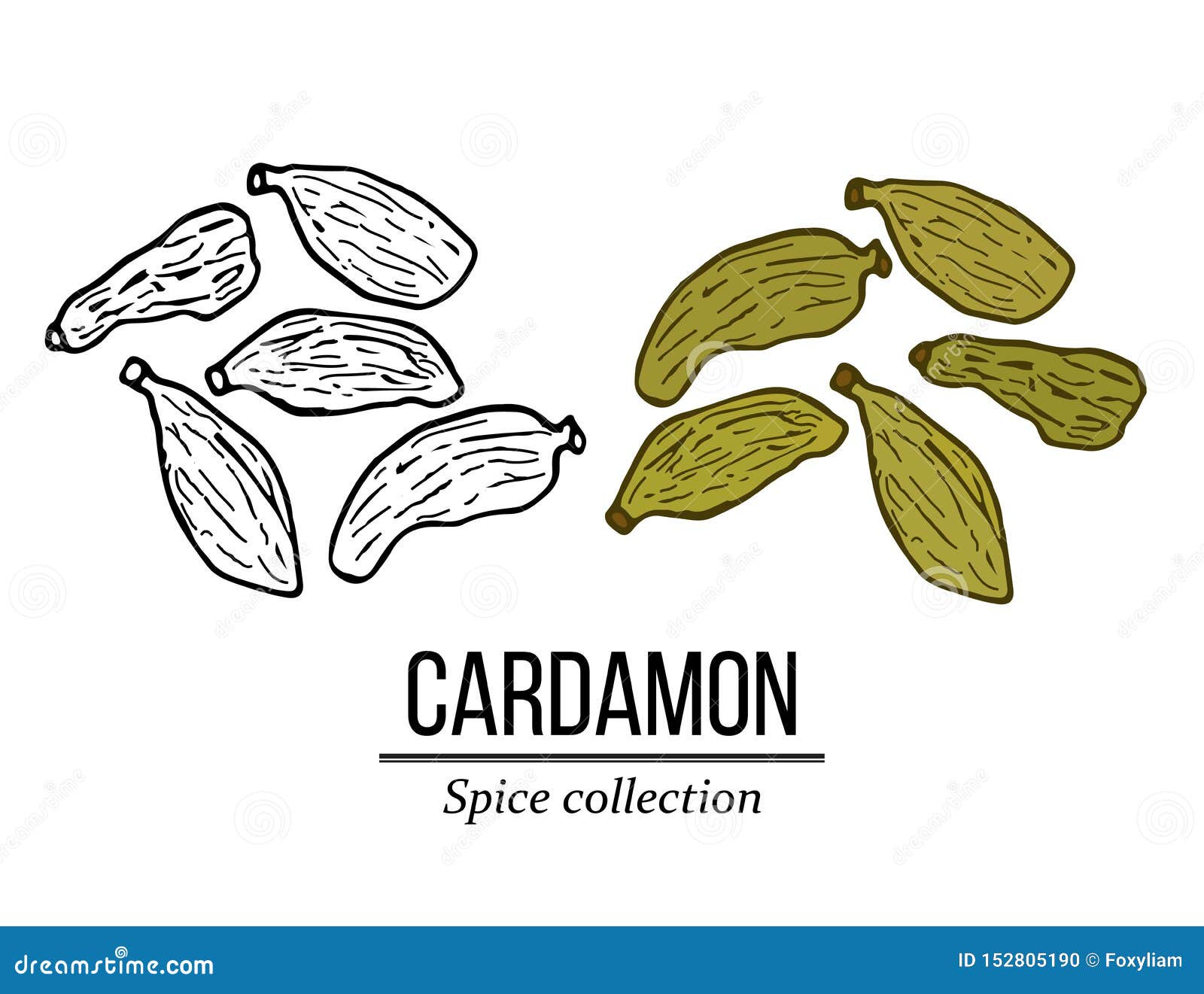 Spice Collection, Cardamon Hand Drawn Stock Vector - Illustration of ...