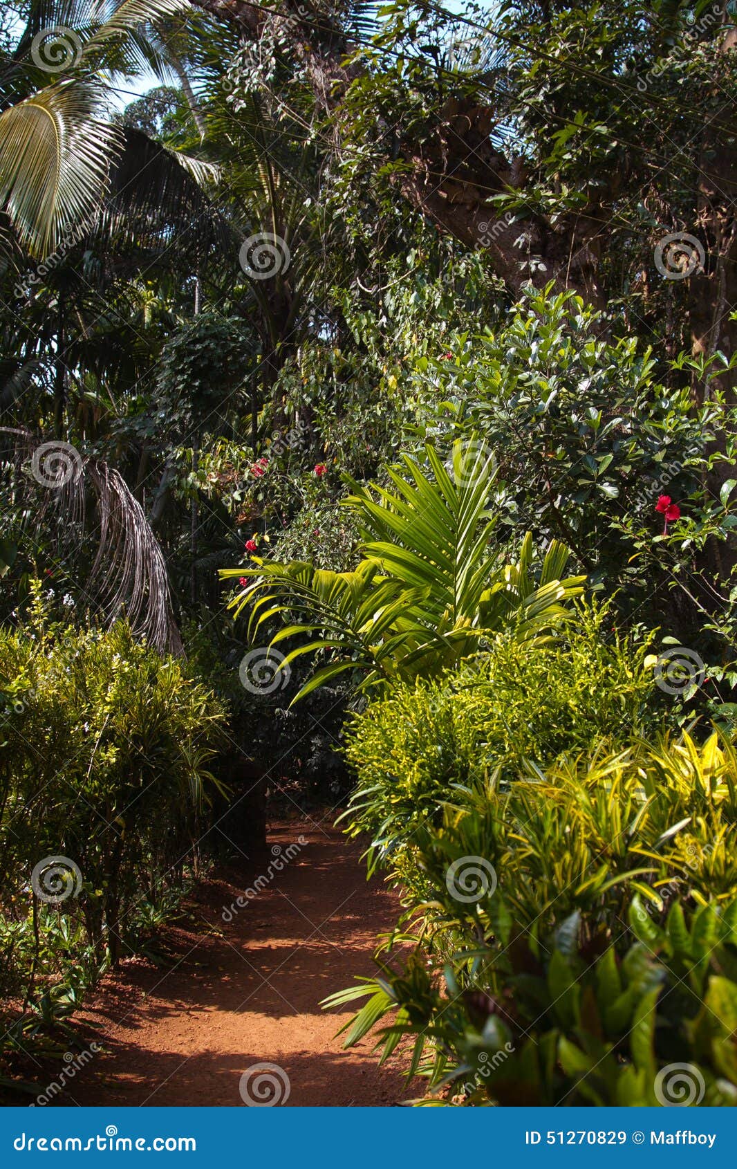 Spice farm stock image. Image of green, nature, spices - 51270829
