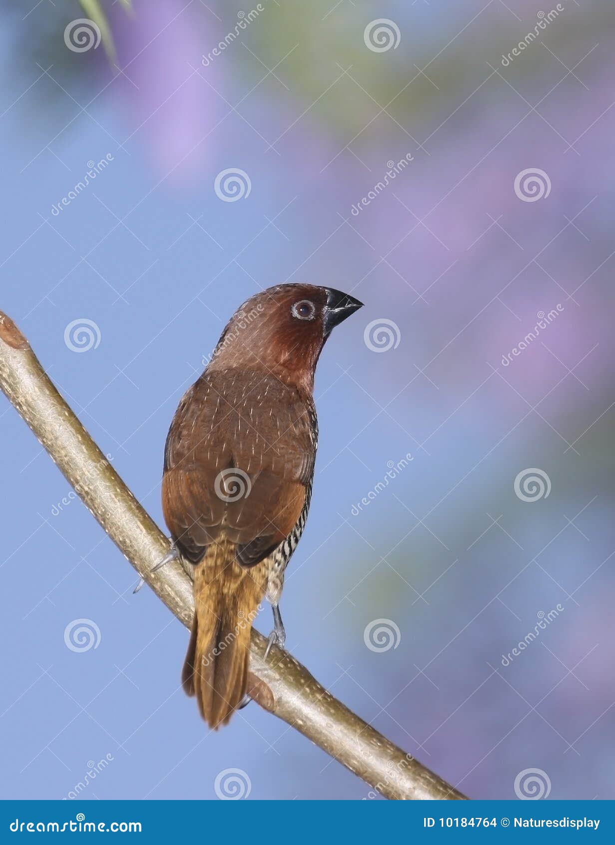 Spice Finch stock photo. Image of vertical, bird, back - 10184764