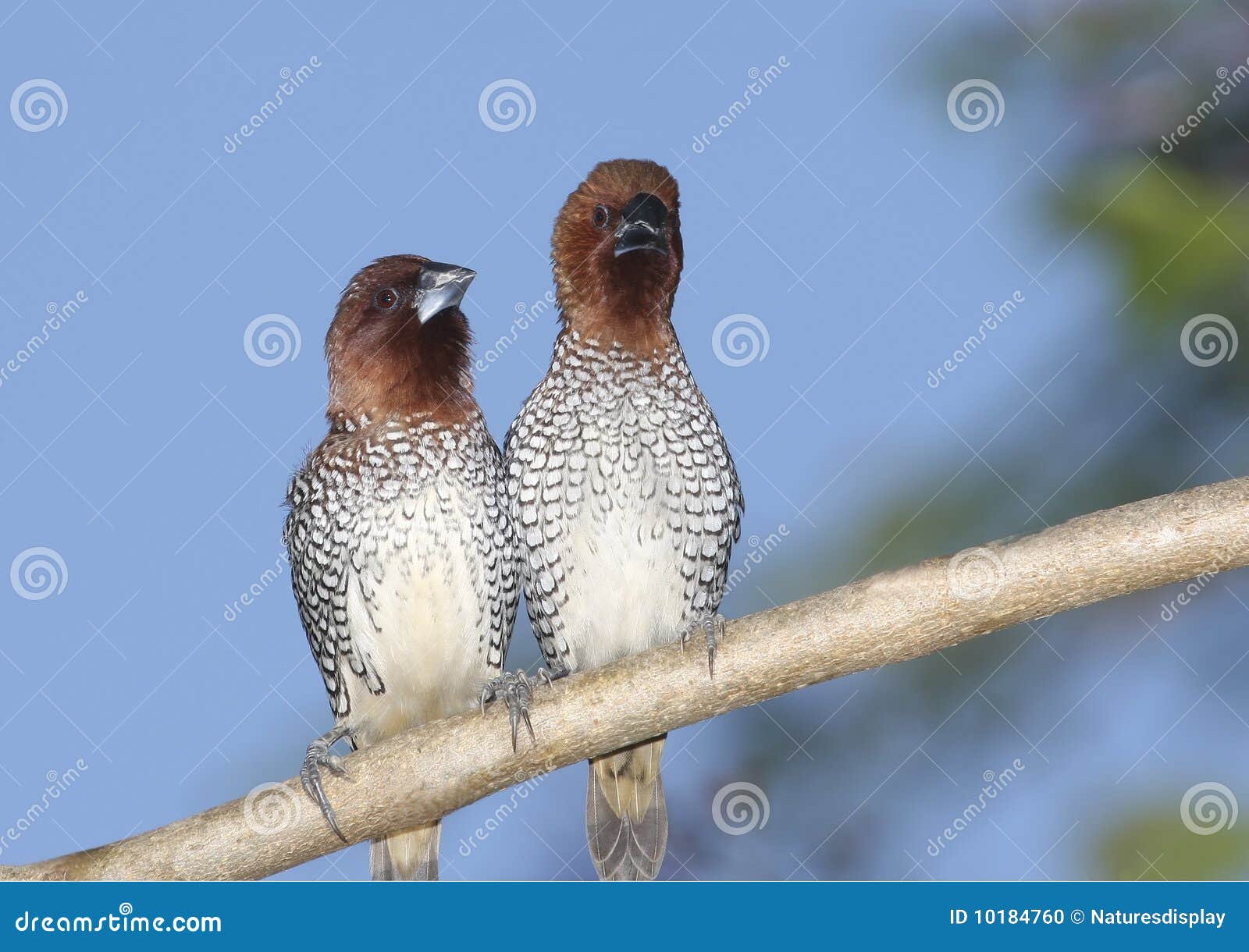 Spice Finches stock photo. Image of horizontal, nature - 10184760