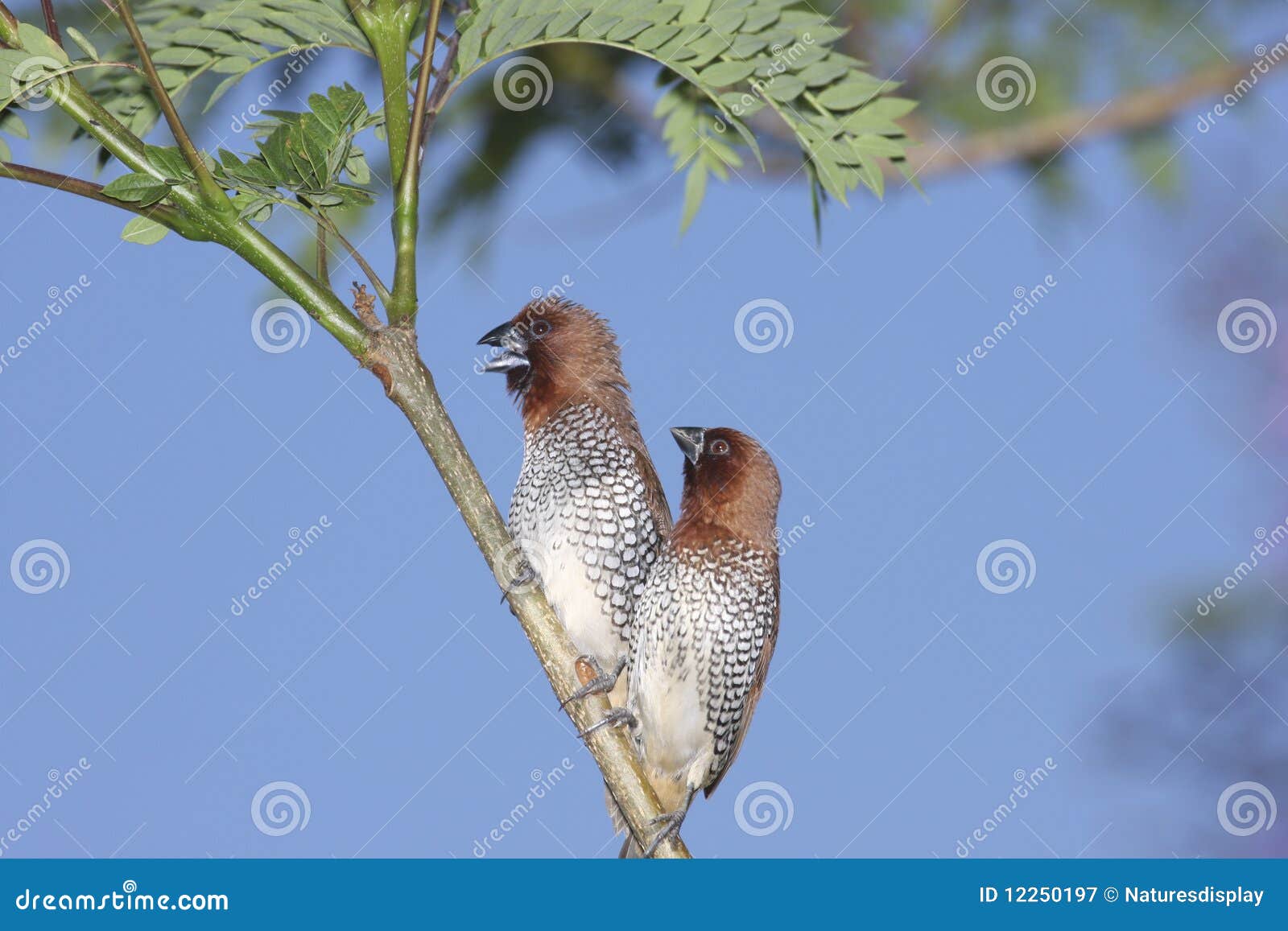 Spice Finches stock image. Image of bird, finch, branch - 12250197
