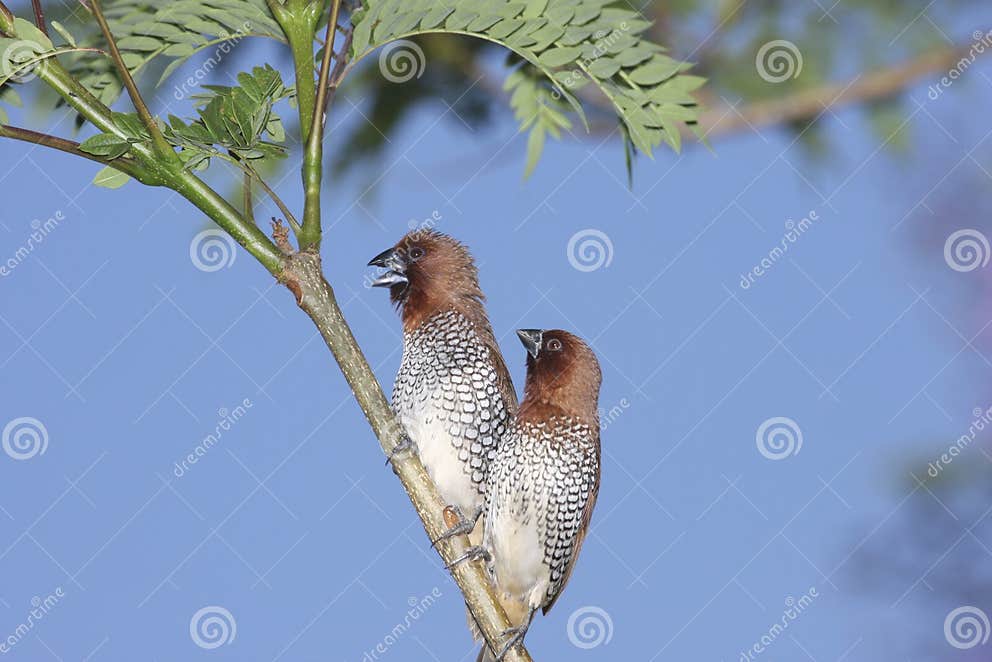 Spice Finches stock image. Image of bird, finch, branch - 12250197
