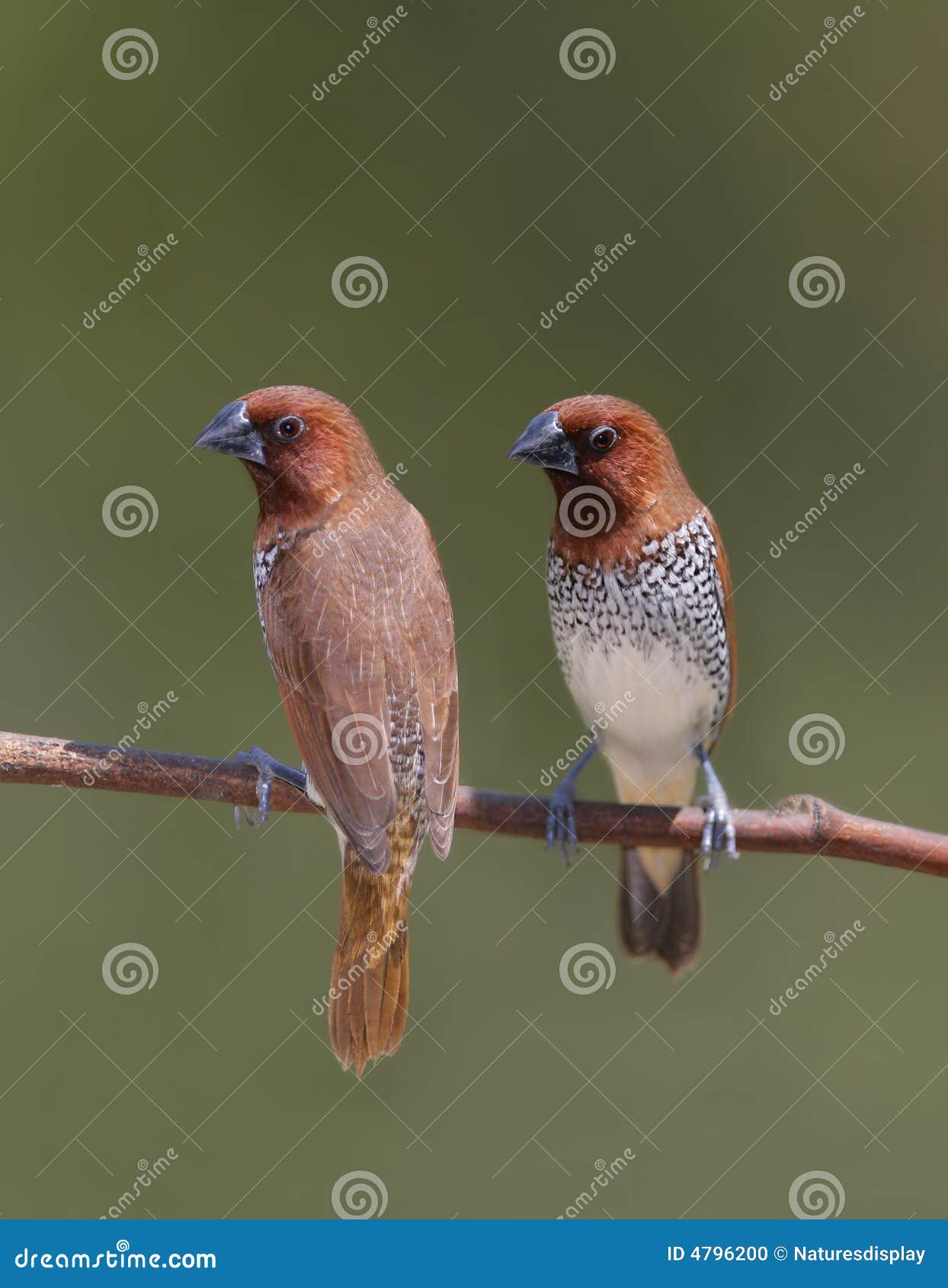 Finches Stock Photography | CartoonDealer.com #57550856