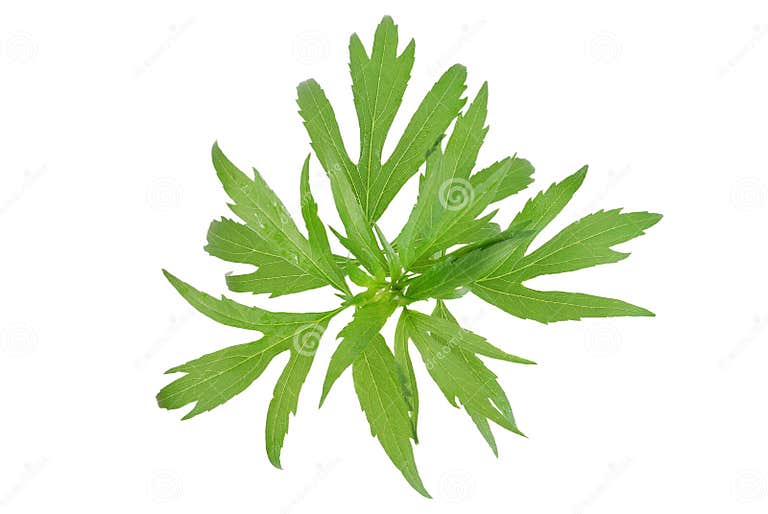Spice leaf stock image. Image of food, herbal, herbs, bunch - 5534183