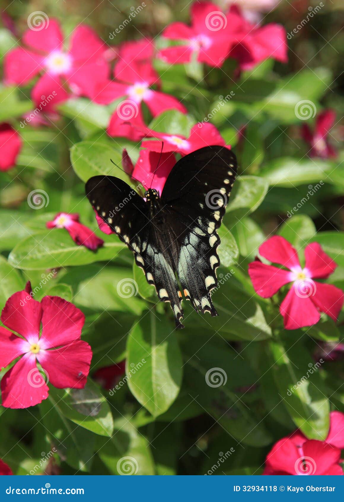 Spicebush Swallowtail stock photo. Image of butterfly - 32934118