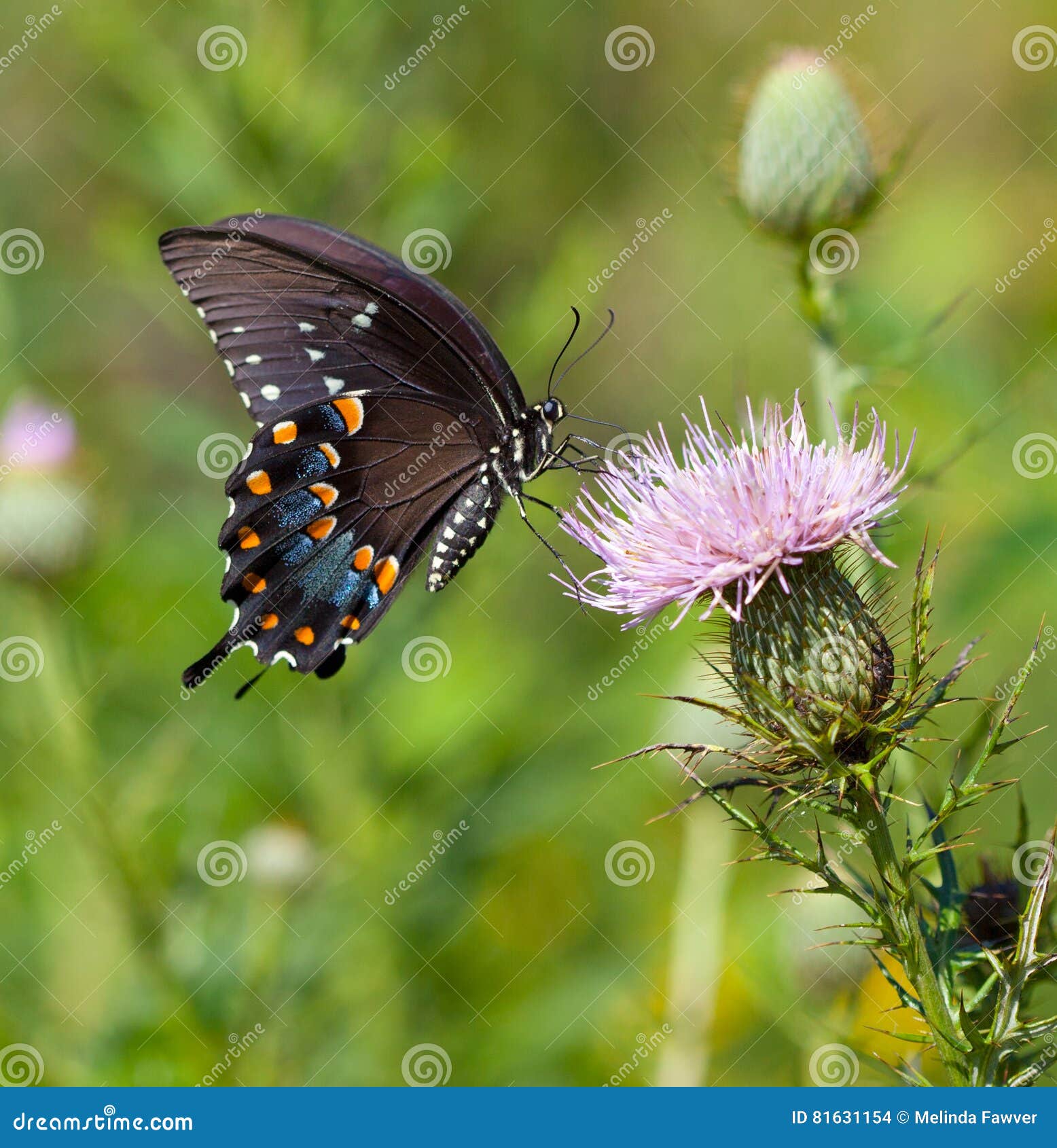 Spicebush Swallowtail stock photo. Image of wildlife - 81631154
