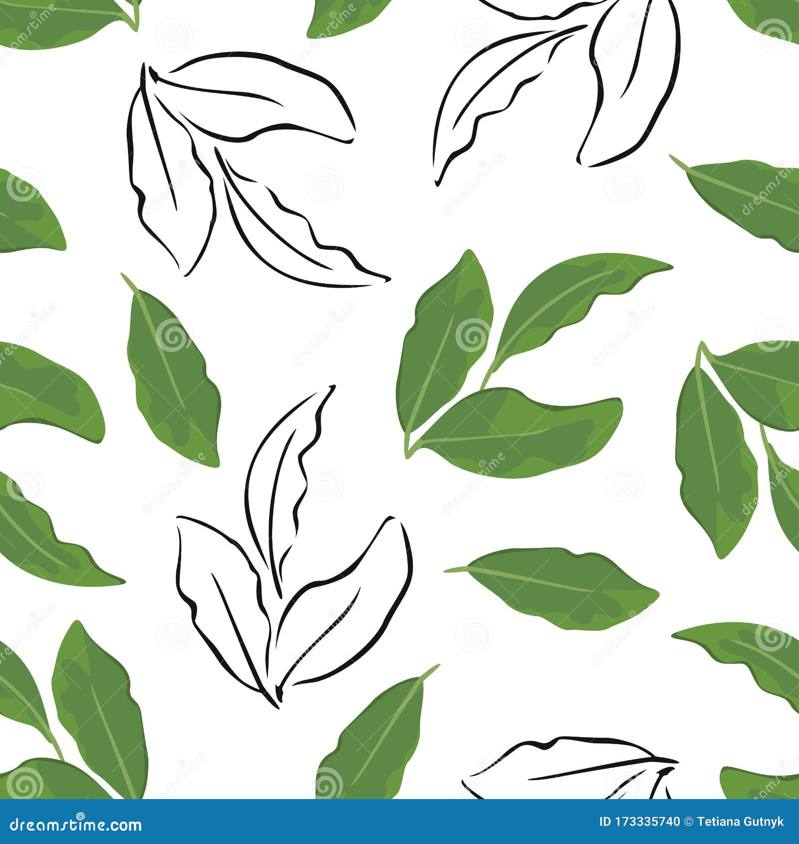 Bay Leaf Seamless Pattern. Vector Color Illustration of Green Aromatic ...