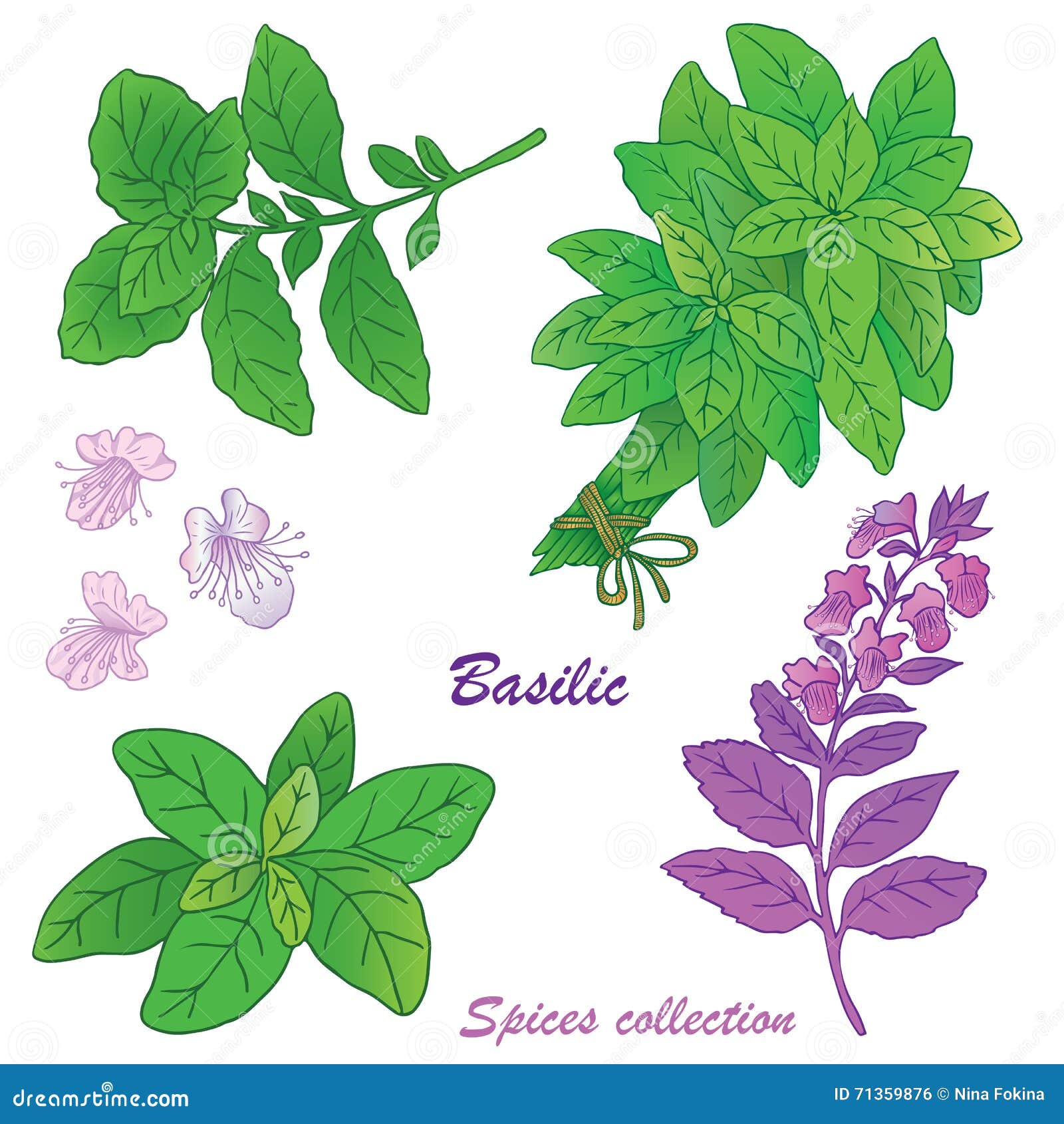 Basilic 1 b stock vector. Illustration of nature, icon - 71359876