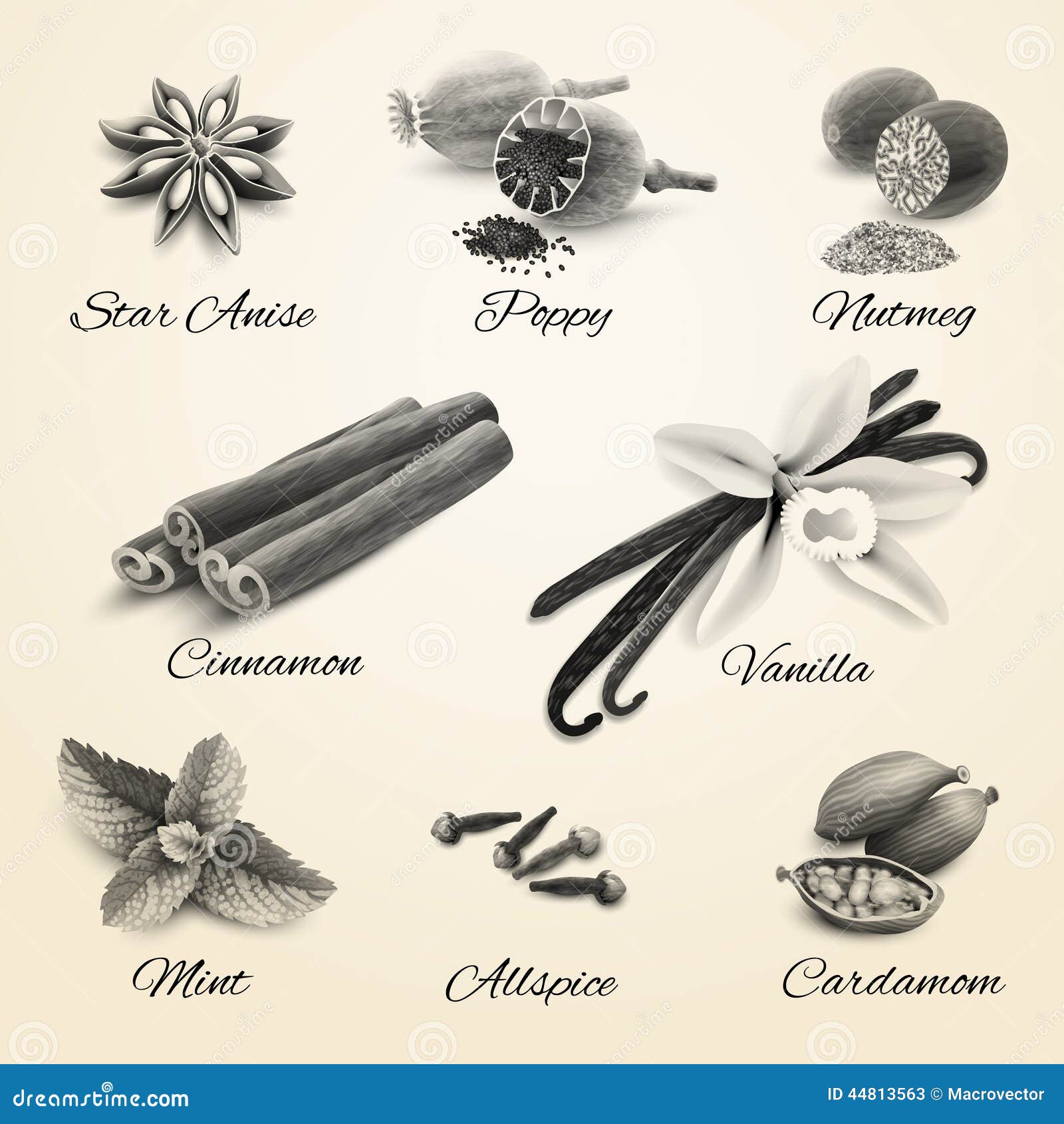 Allspice Elements Set Vector Illustration | CartoonDealer.com #109738176