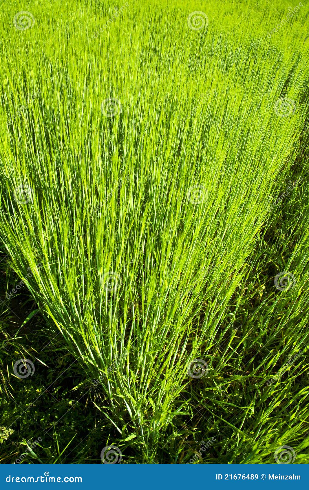 Spicka of corn stock image. Image of growth, lawn, field - 21676489