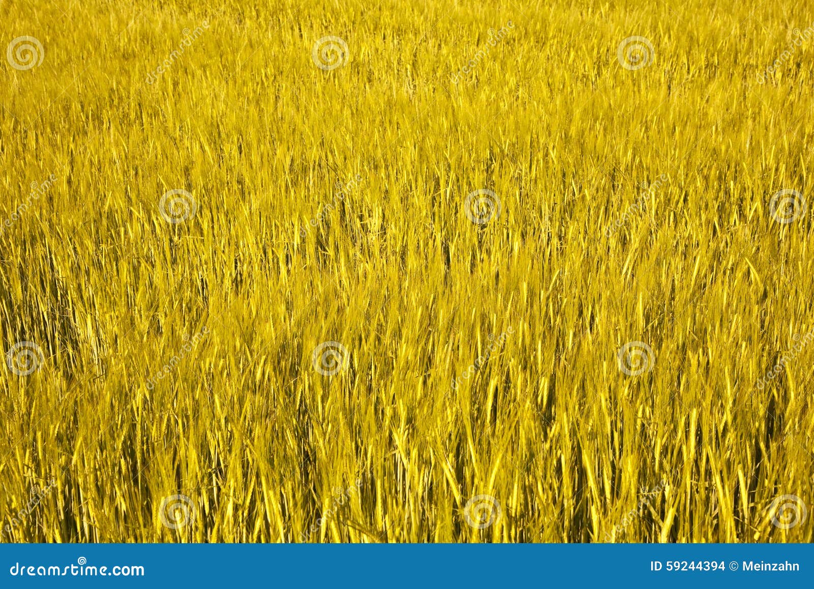 Spicka of corn stock photo. Image of growing, healthy - 59244394
