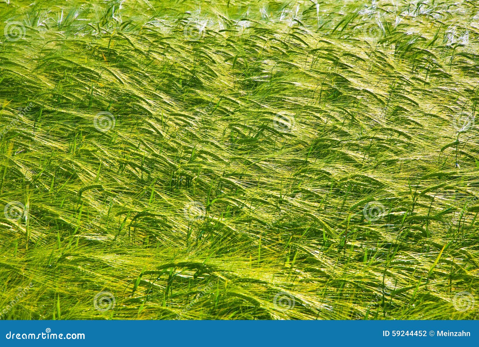 Spicka of corn stock photo. Image of closeup, background - 59244452