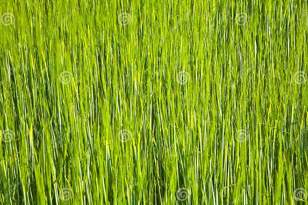 Spicka of corn stock photo. Image of land, background - 59244520