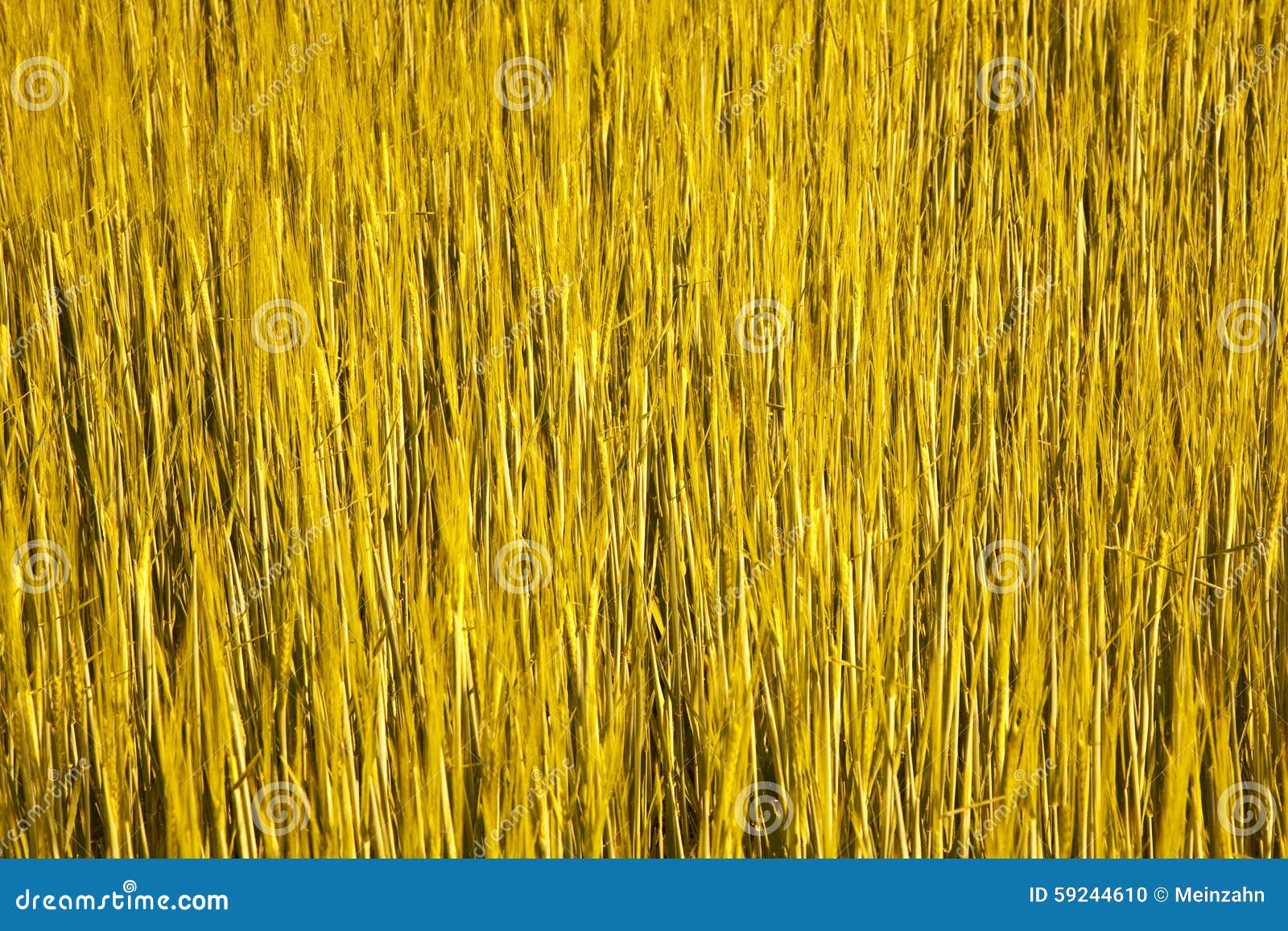 Spicka of corn stock photo. Image of detail, growing - 59244610