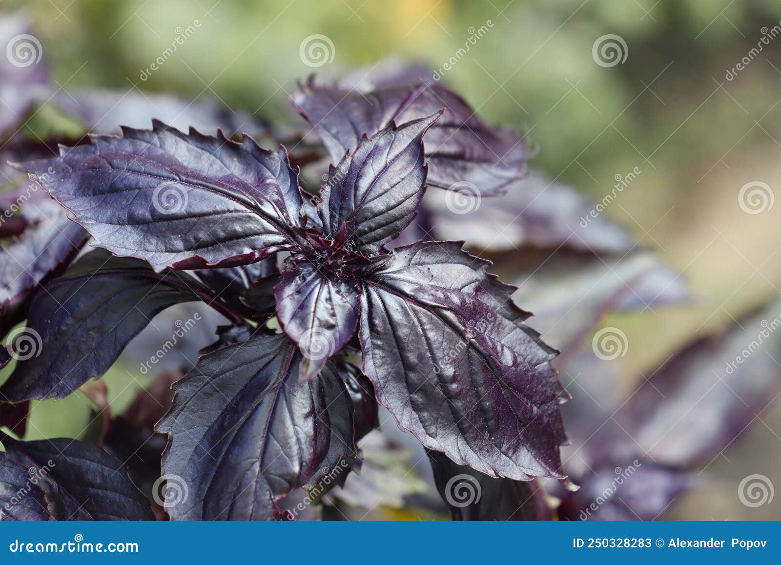 Spicy basil plant stock image. Image of vegetable, spice - 250328283