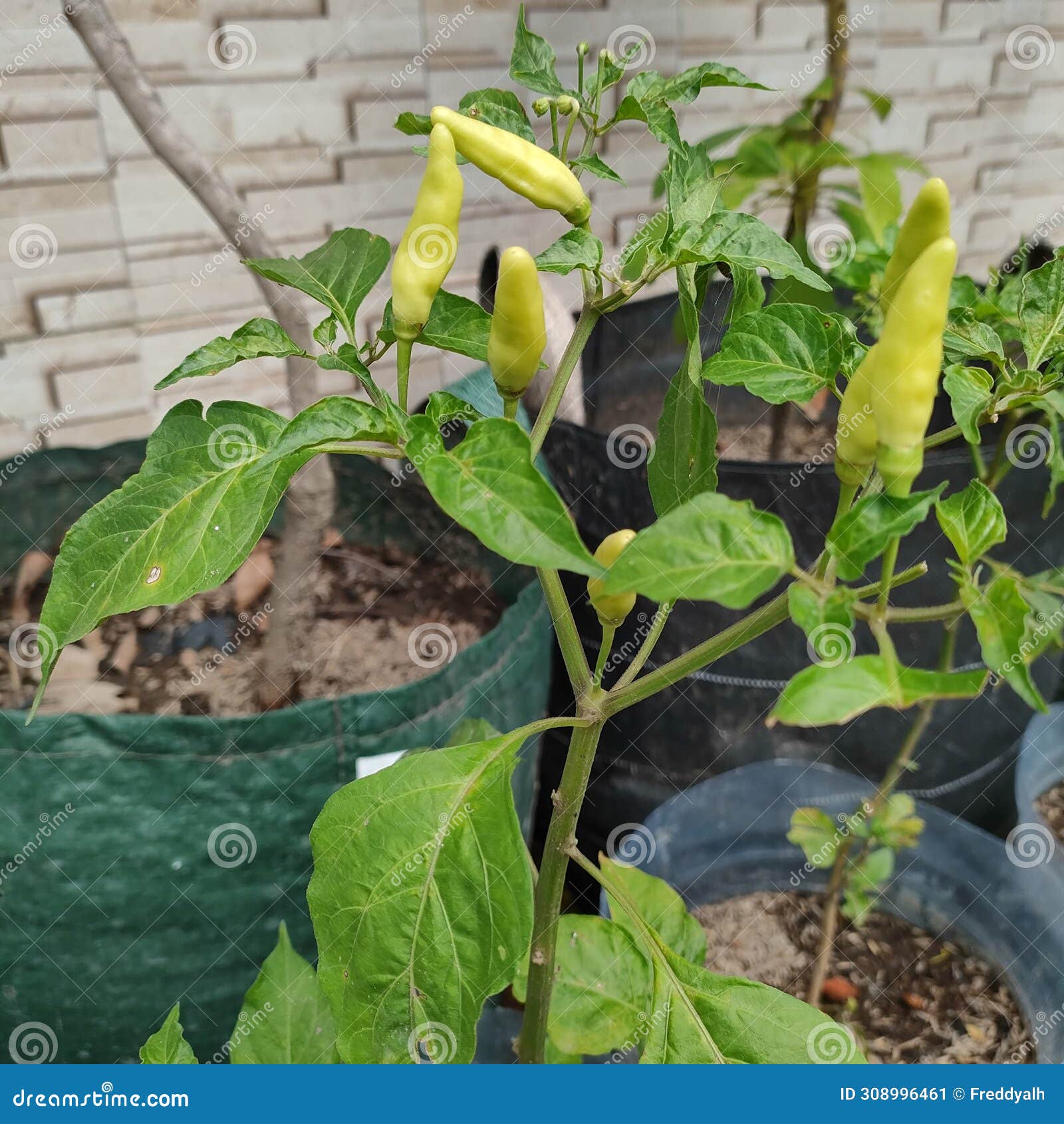 Spicy Cayenne Pepper Plants in Pots Stock Image - Image of spicy ...
