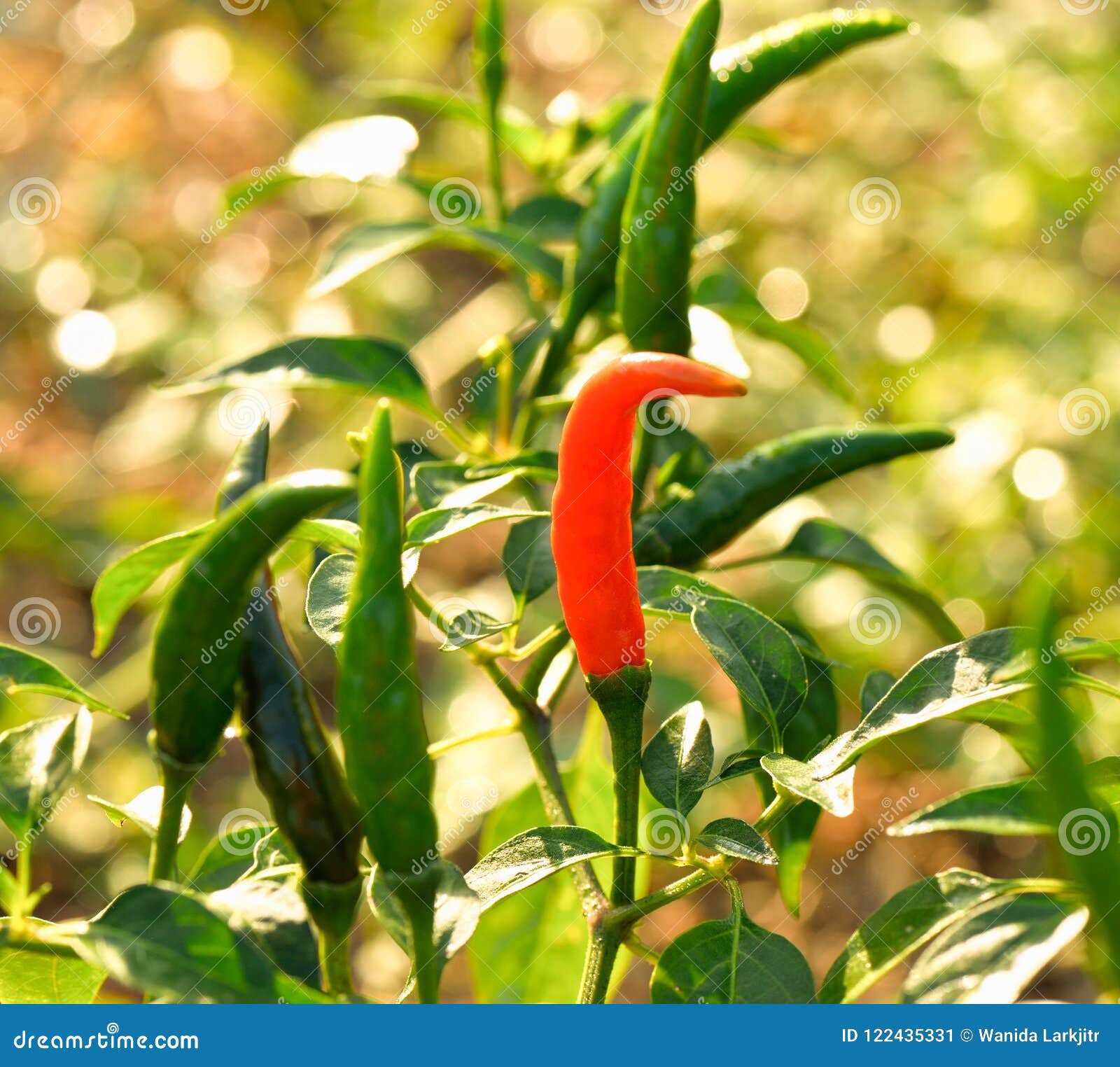 Spicy Chili Planting in the Garden Stock Image - Image of ingredient ...