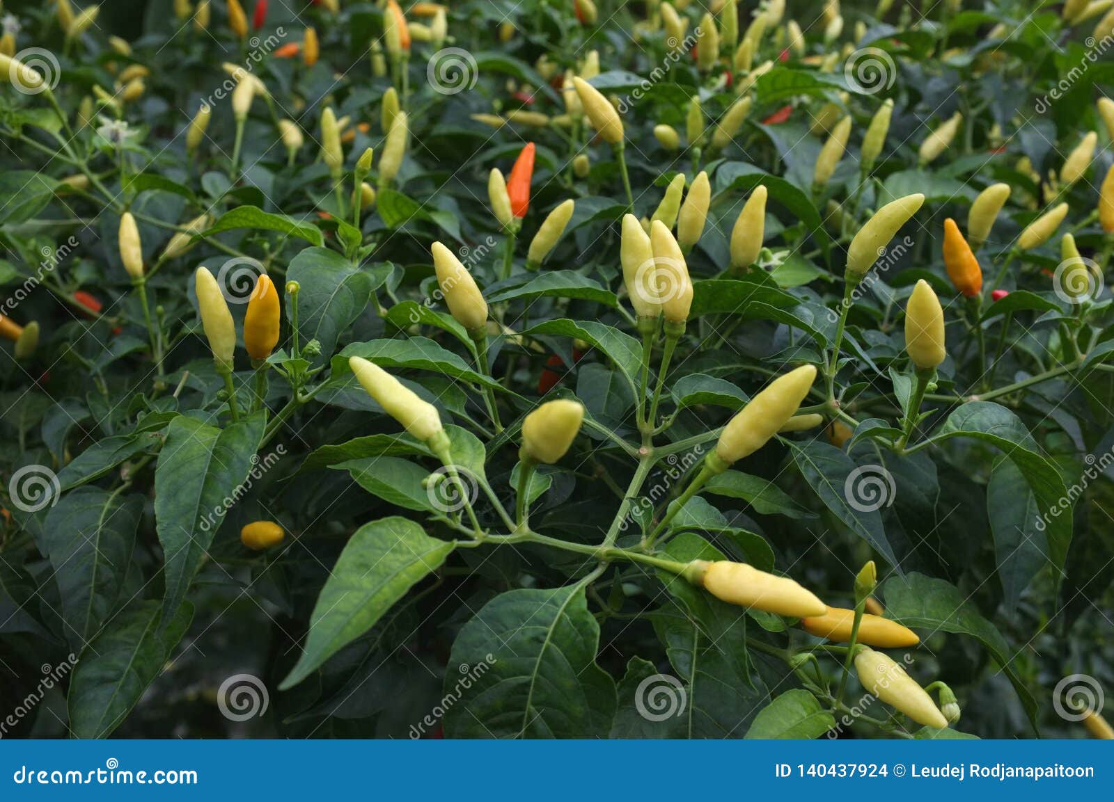 Spicy Chilli Colourful Planting in the Garden Stock Photo - Image of ...