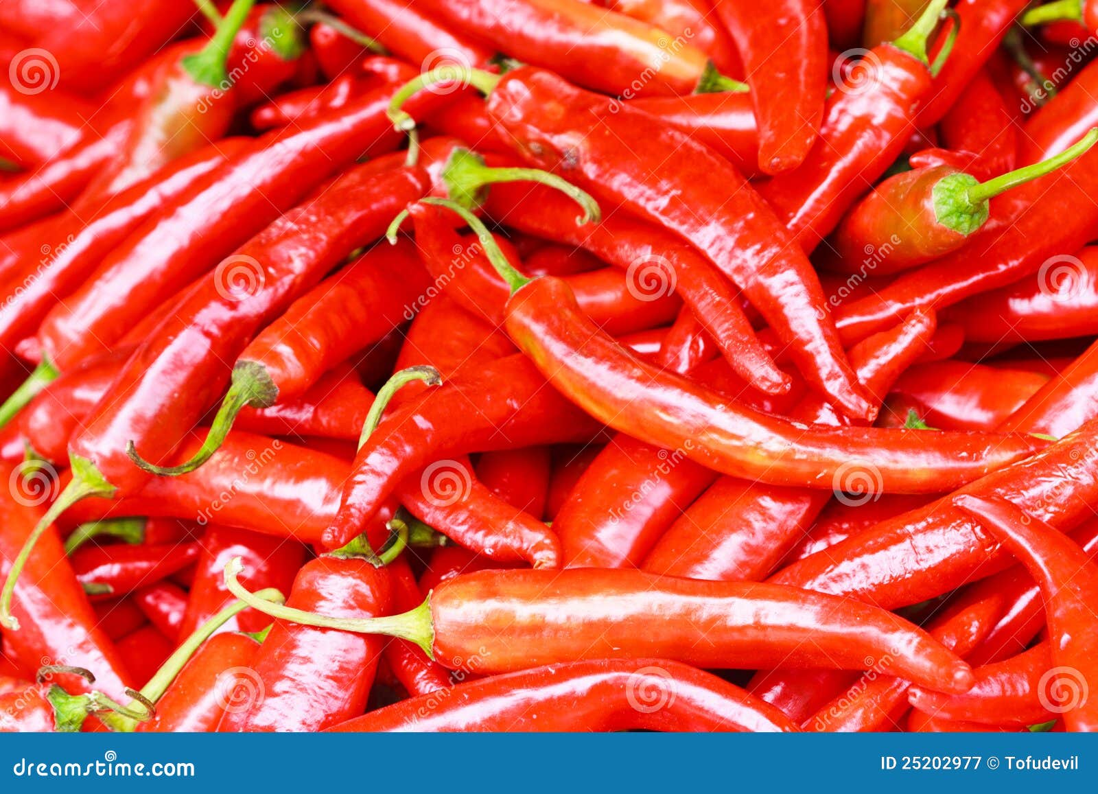 Spicy chilli pepper stock image. Image of green, chilli - 25202977