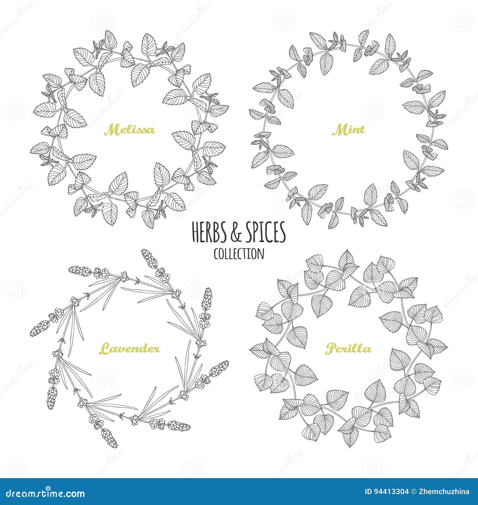 Spicy Herb Circle Frames Collection. Hand Drawn Melissa, Mint, Lavender ...
